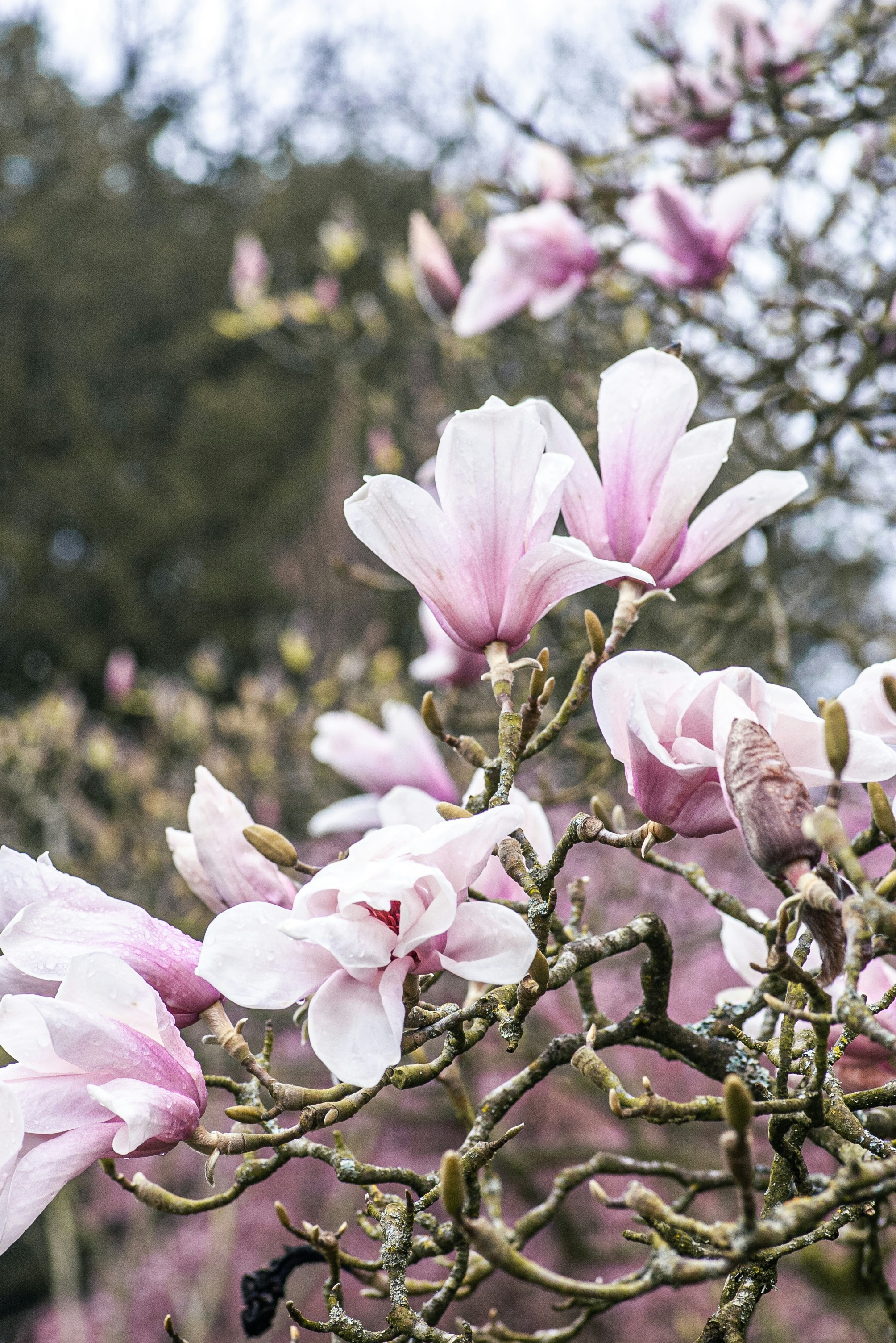 Pink Magnolia in Bloom: Branches Against a Soft Spring Backdrop
