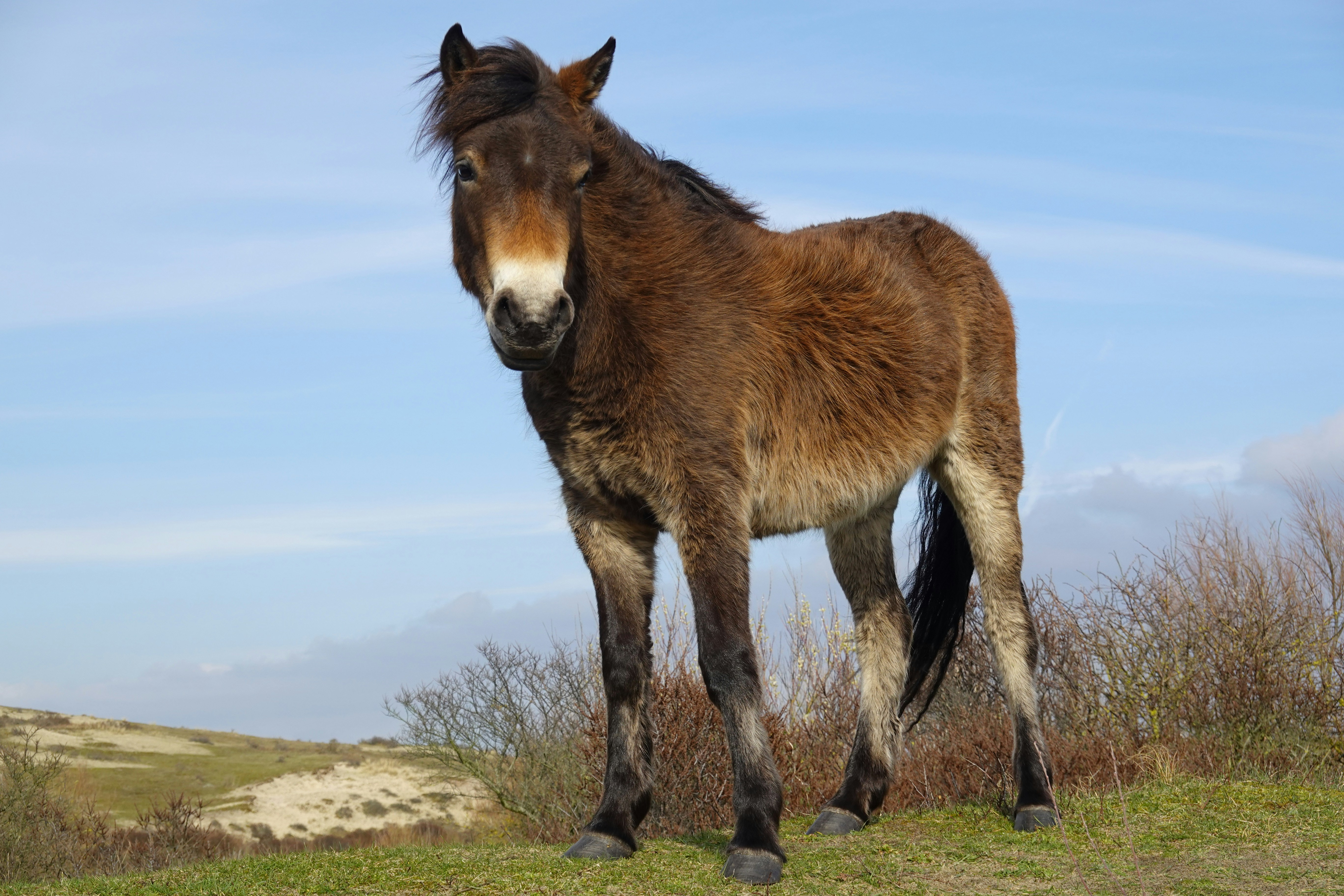 Horizon Stag: A Lone Pony Stares Down the Meadow