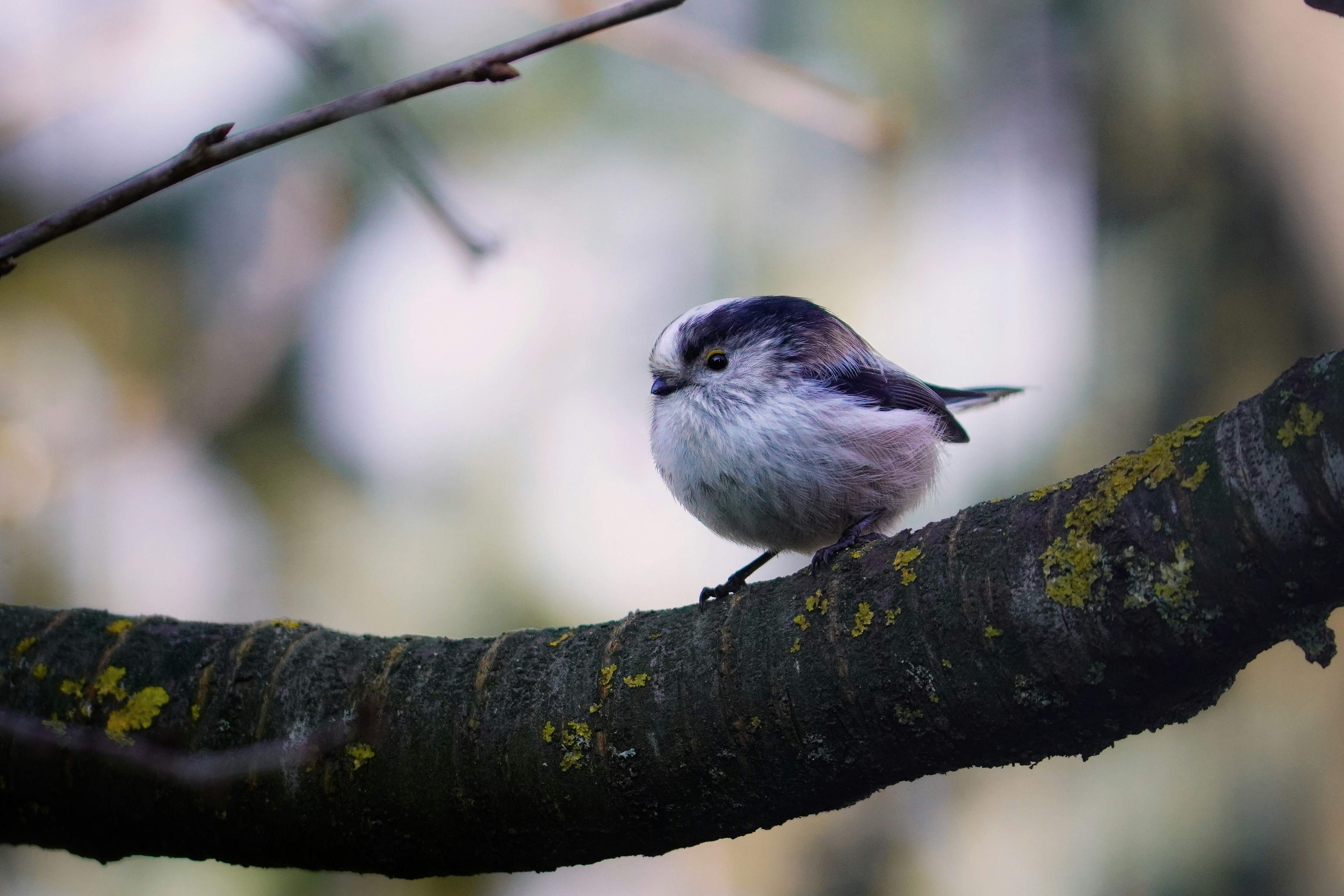 Tiny Songbird on a Mossy Branch: Quiet Focus in Dappled Light