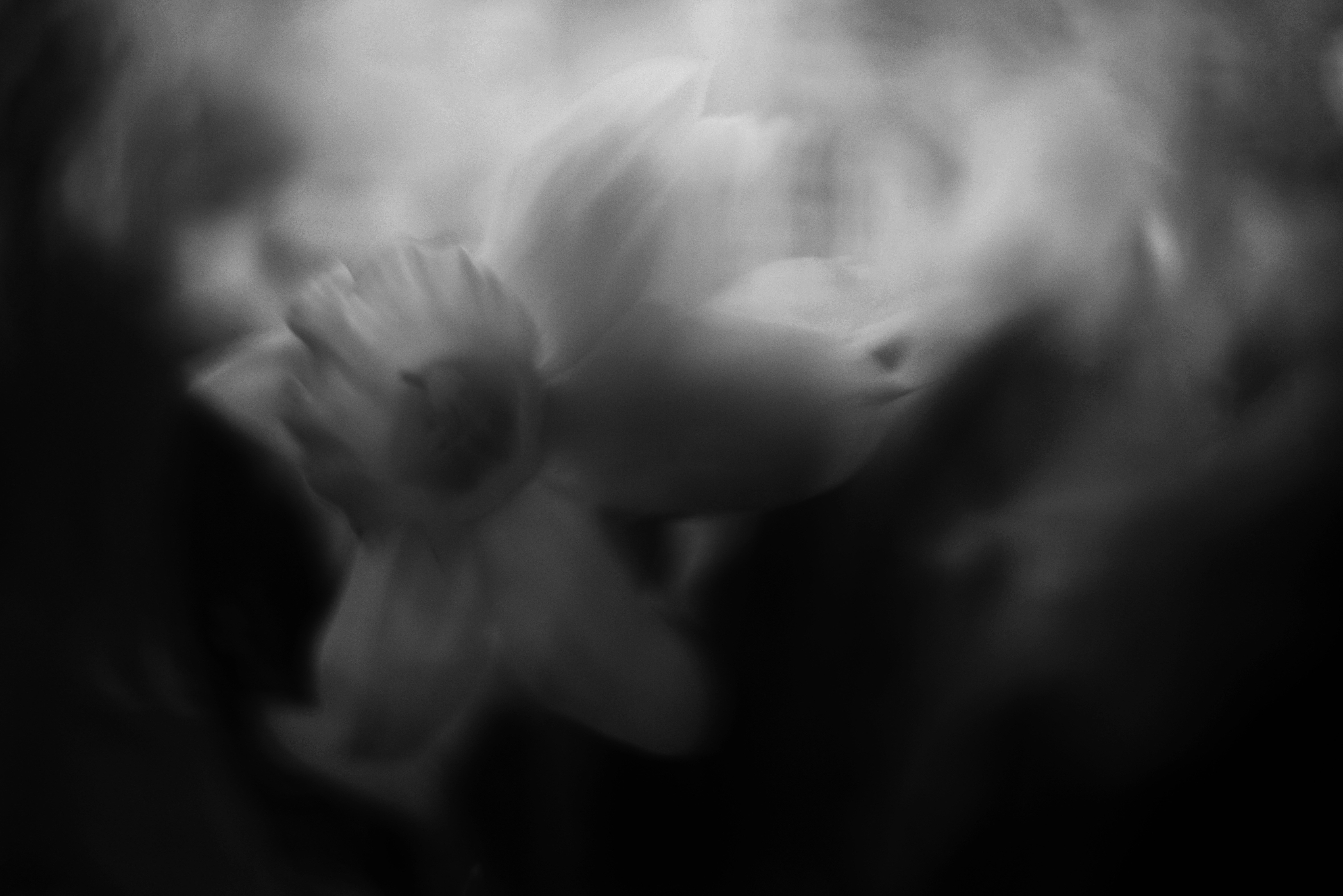Veiled Bloom: A Dreamy Blur in Monochrome