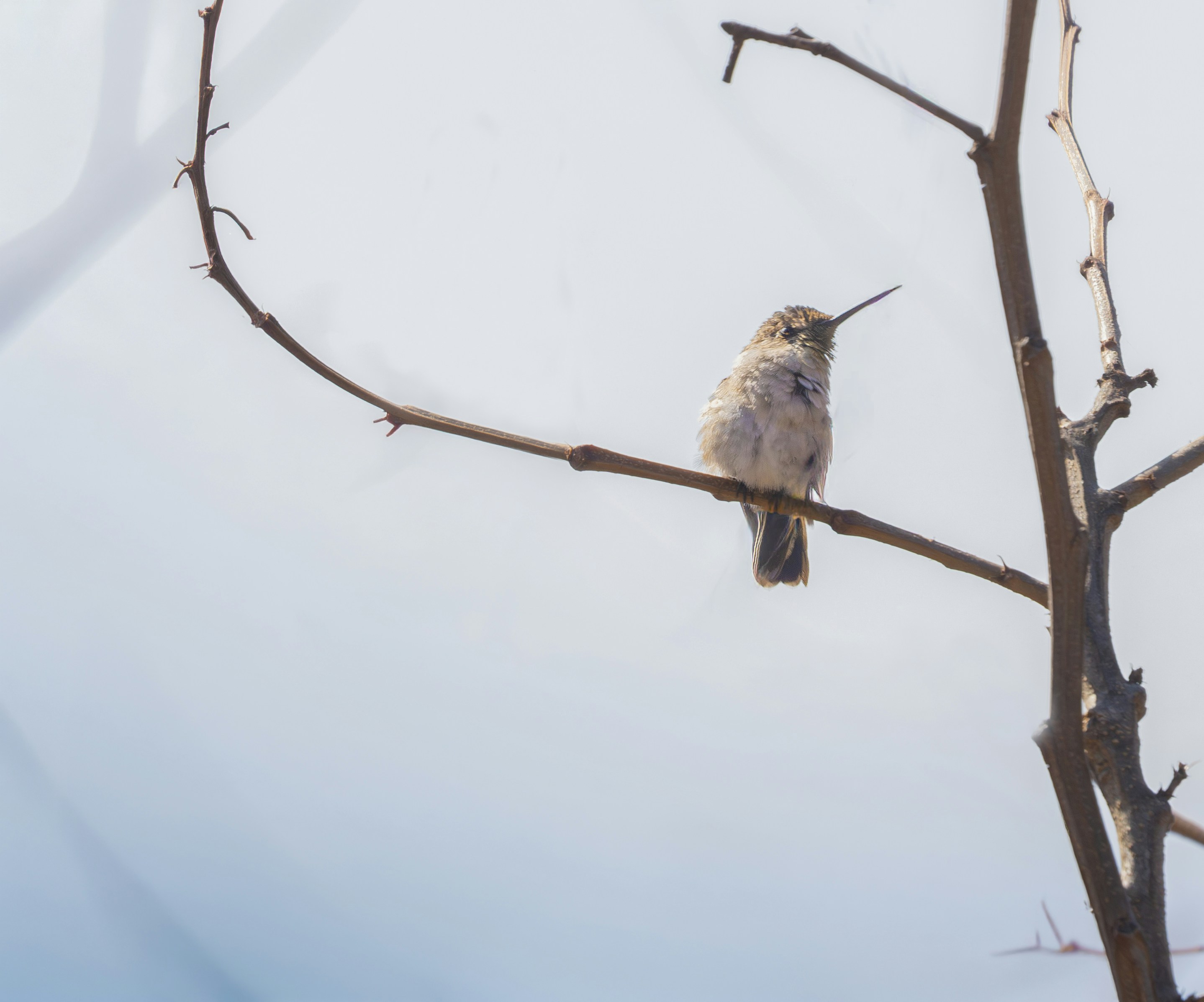 Sparrow on a Bare Branch Under Soft Sky