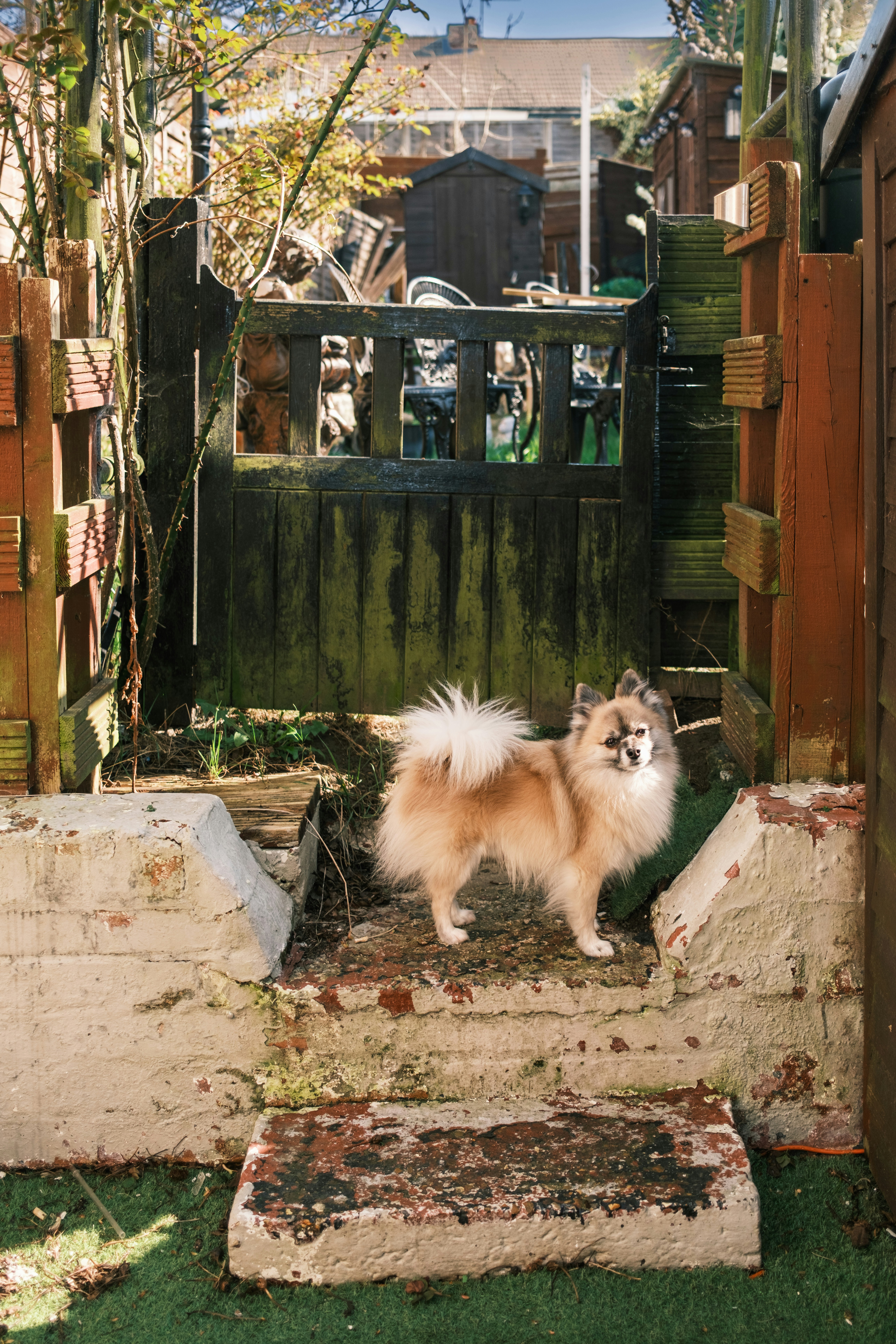Fence Gate Guardian: A Fluffy Pom Stands Boldly at the Yard Threshold
