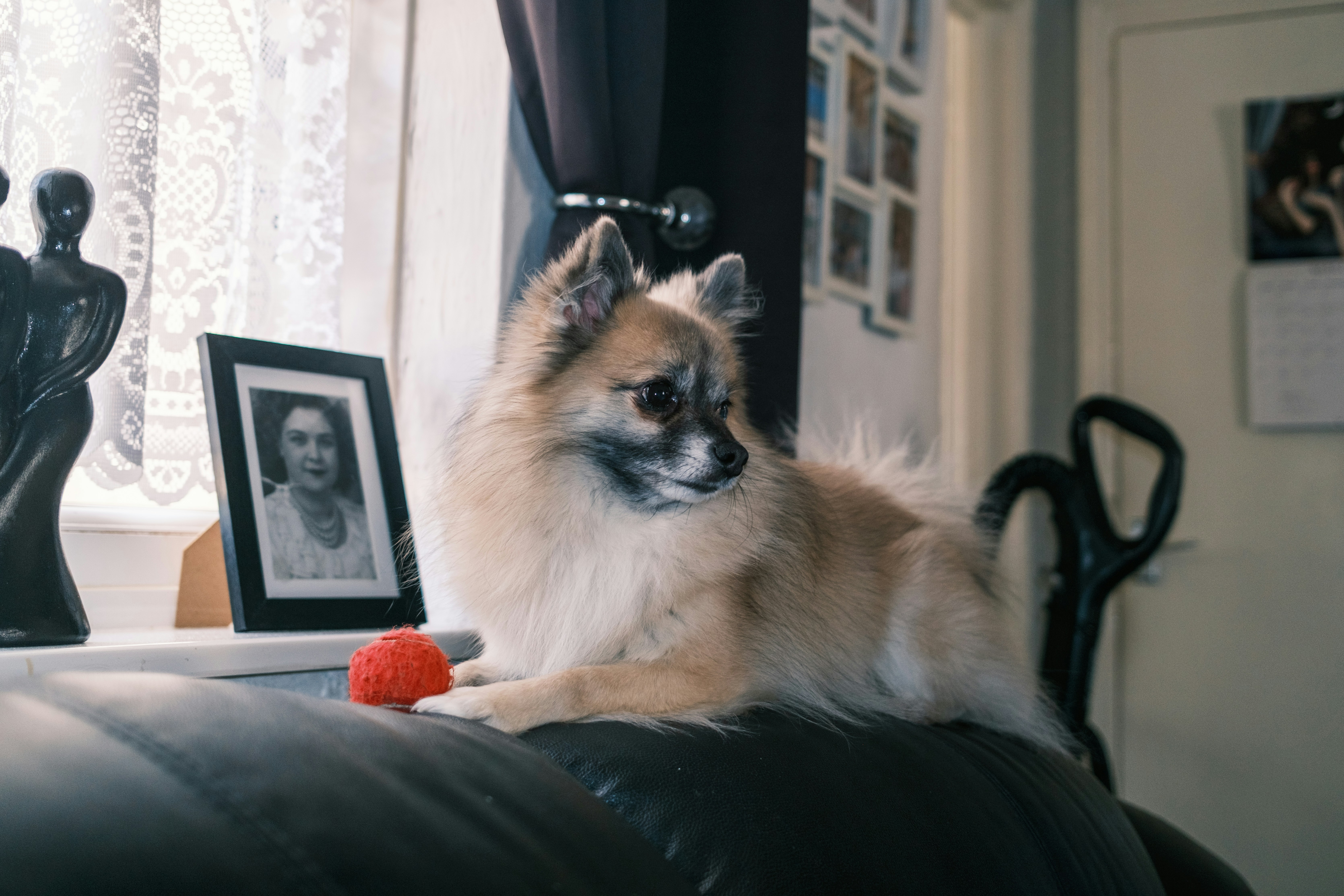Fluffy Couch Guardian: A Pomeranian Curious at Wait on the Windowsill