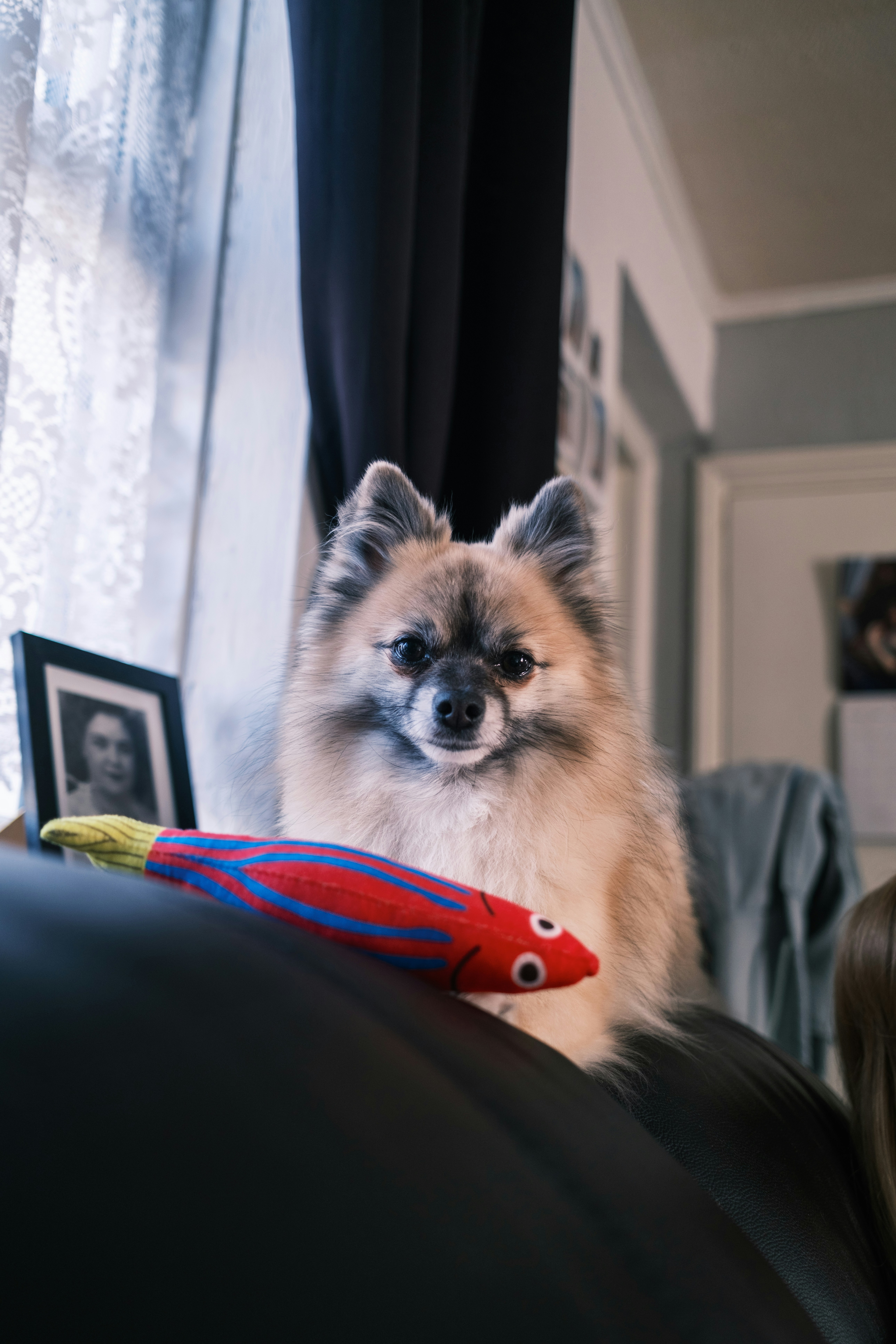 Fluffy Focus: Pomeranian Guarding the Cozy Corner