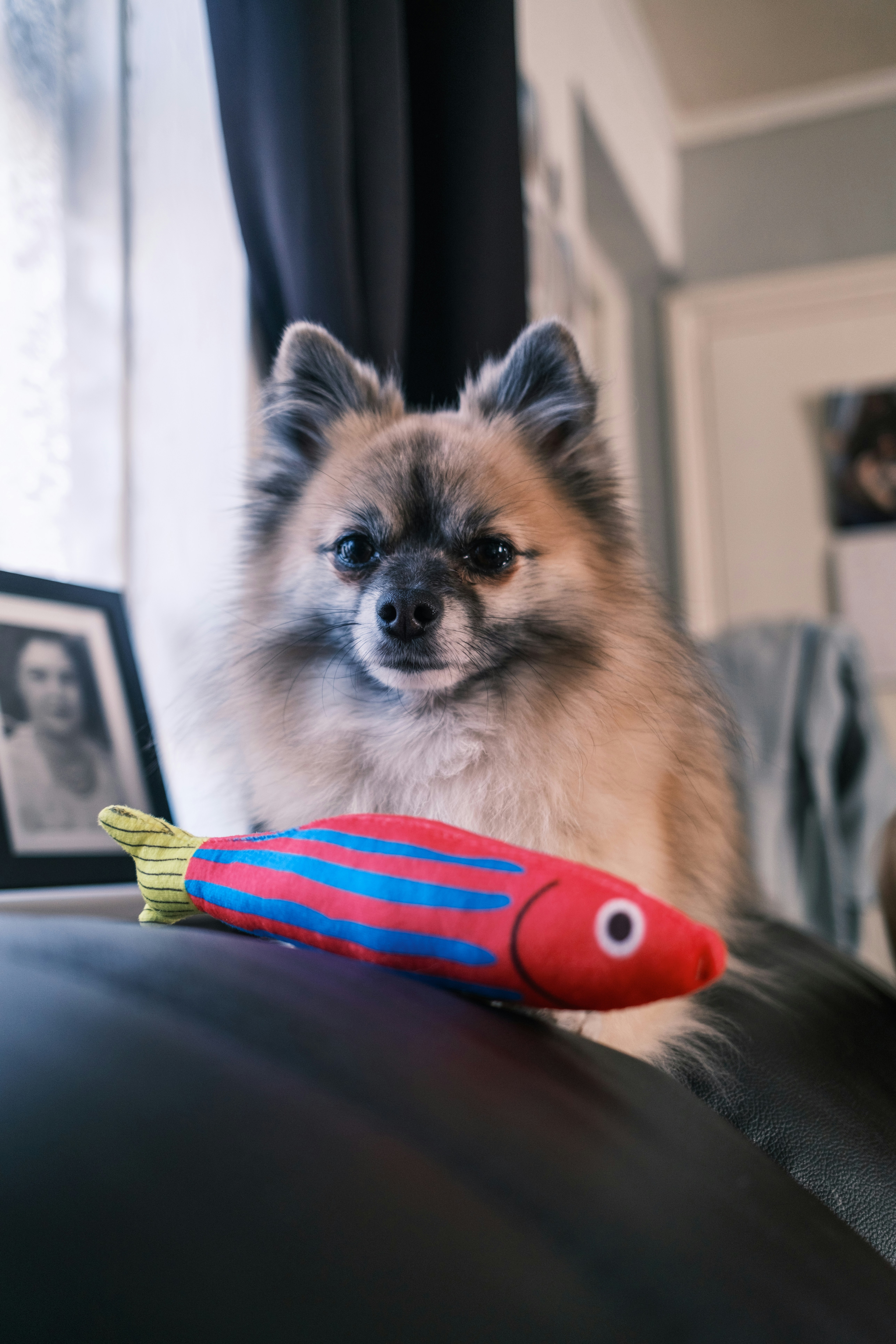 Puppy Gaze Over a Plush Red Fish in a Cozy Living Room