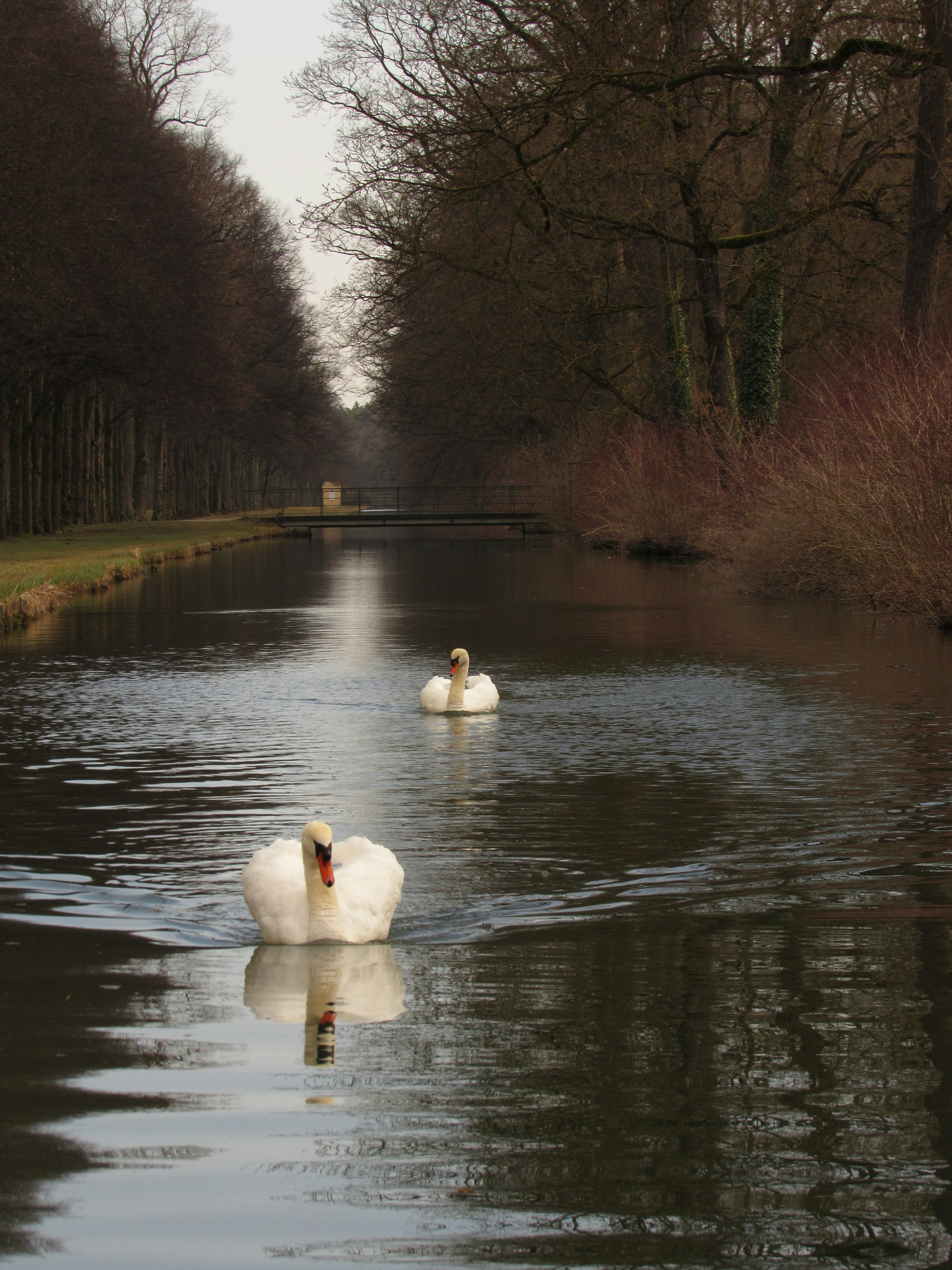 White-Furred Swans on a Quiet Canal Path