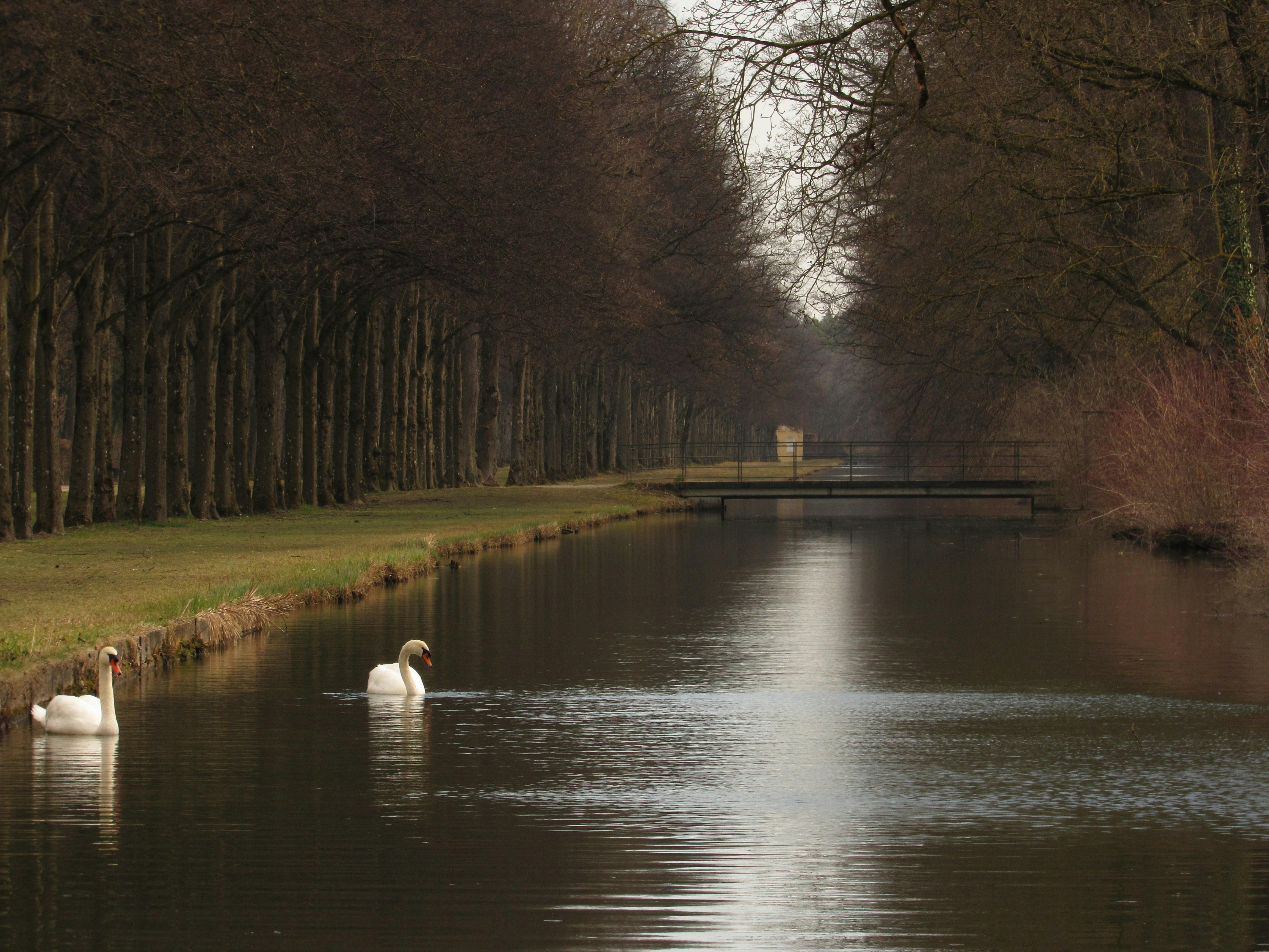 Two swans drifting along a tranquil canal amid a tree-lined bank