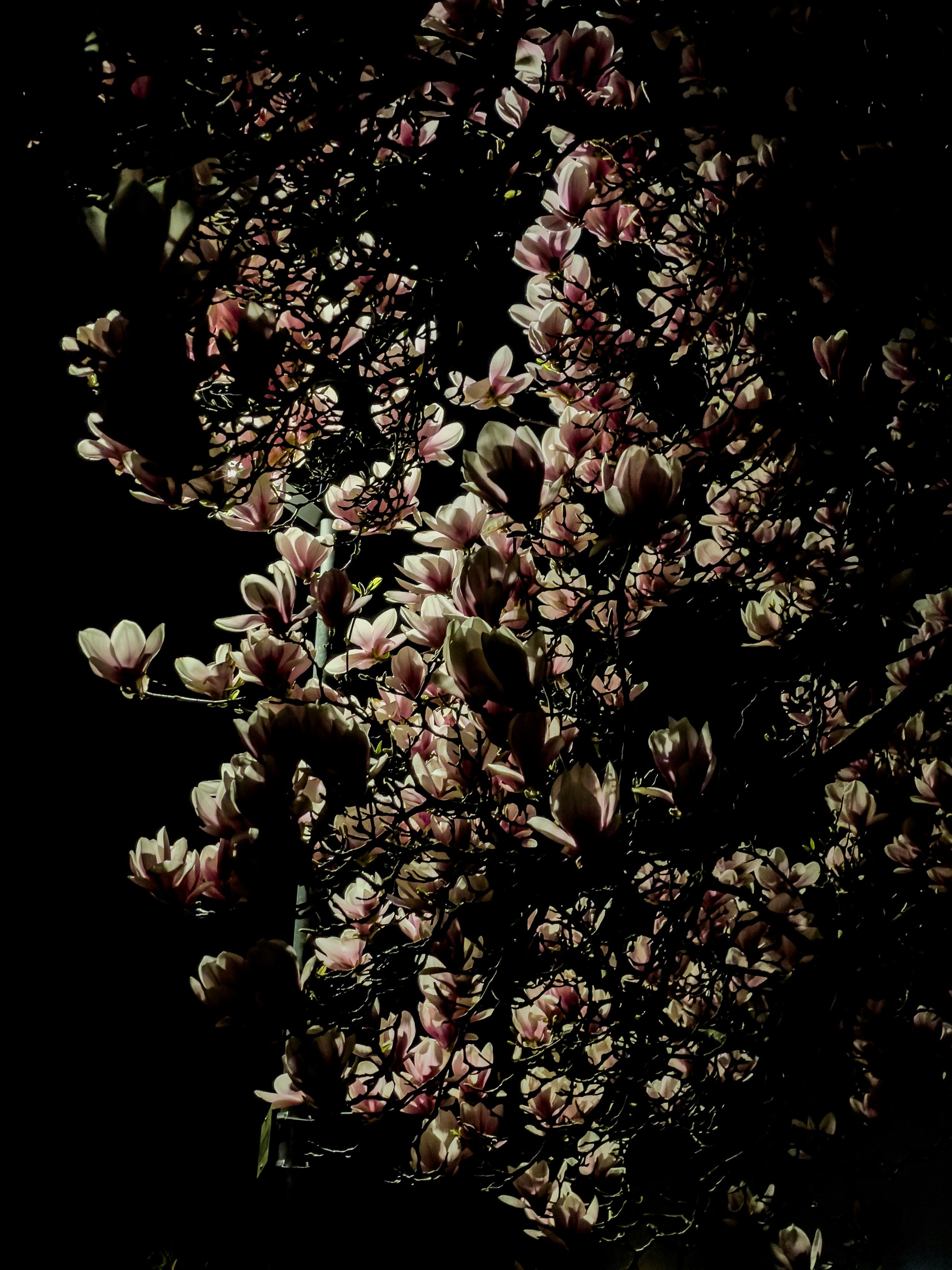 Moonlit Magnolia Chorus