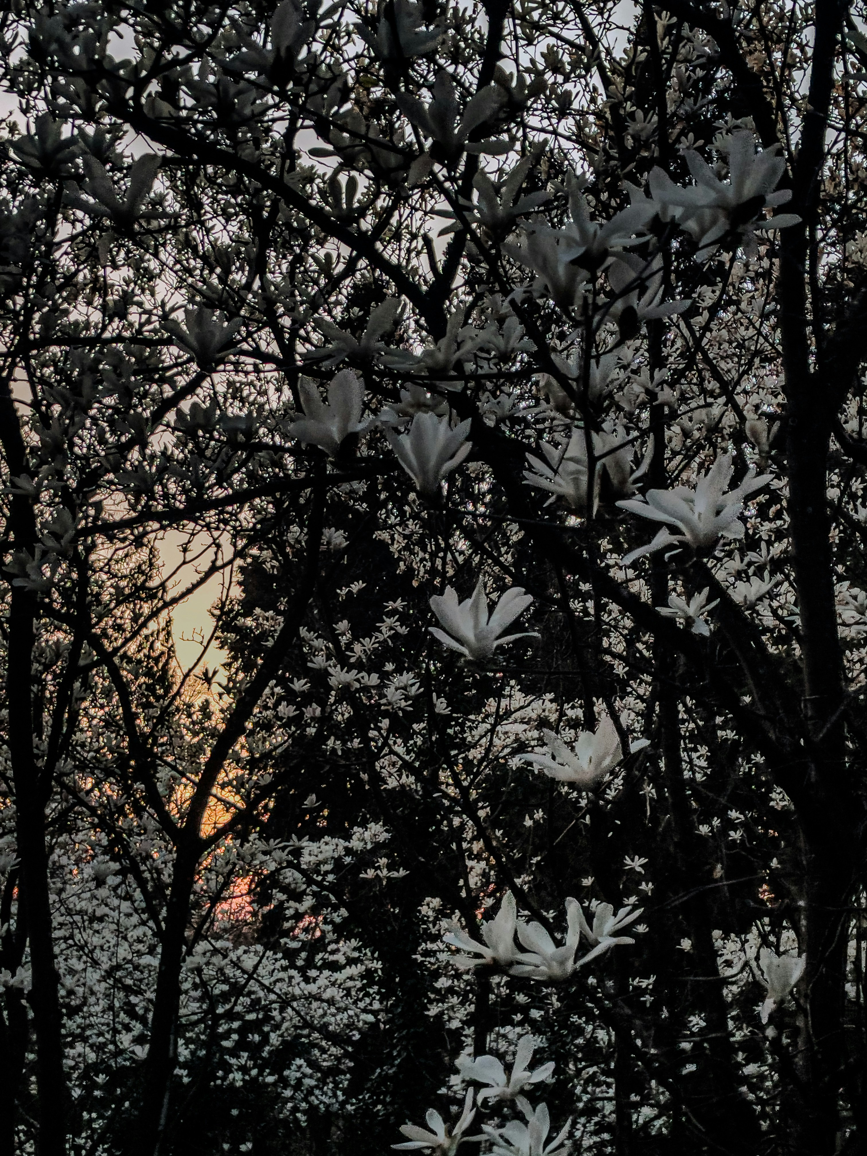 Petals in the Dusk: Framing Through a Whispering Orchard