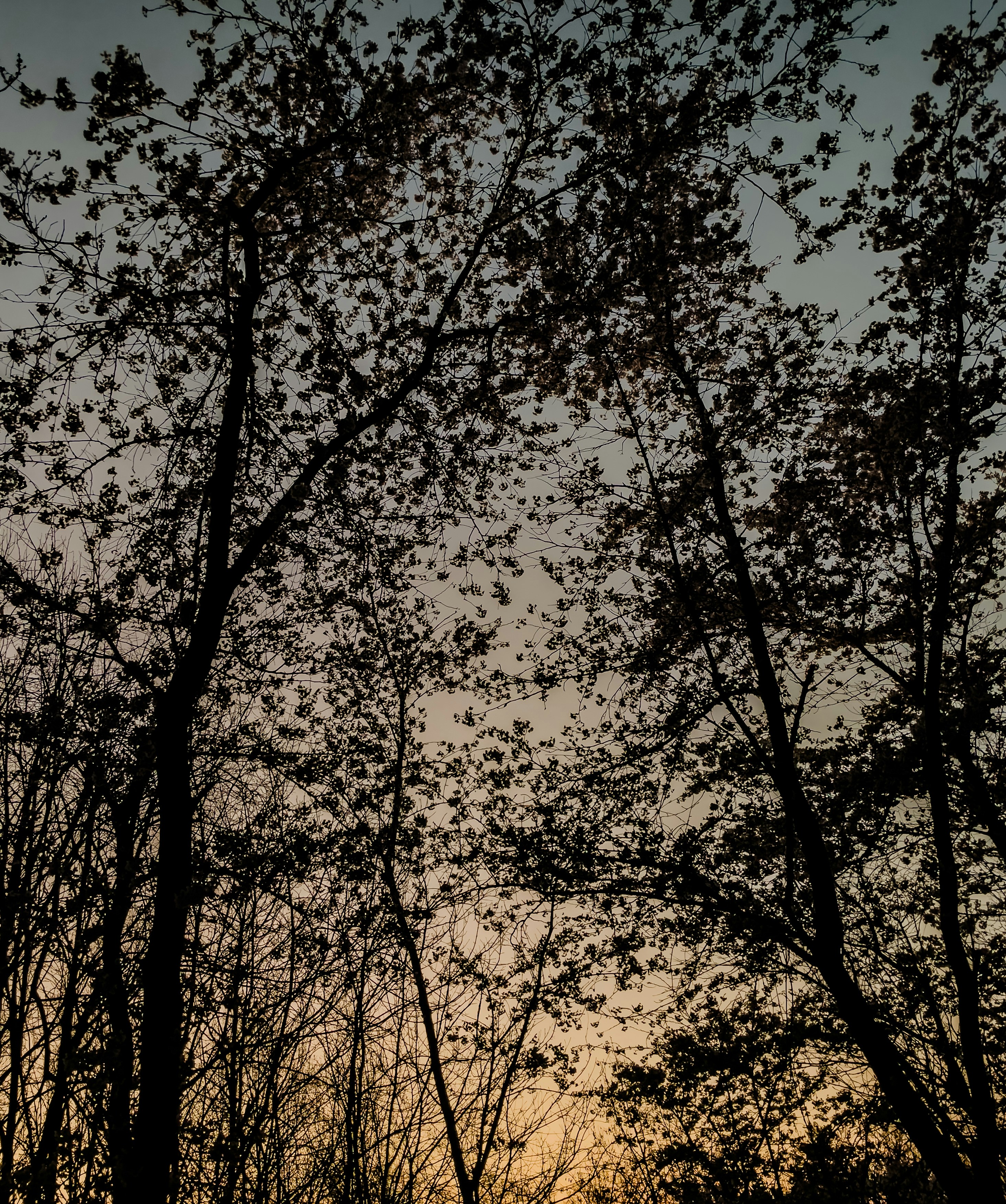 Twilight Silhouette: Trees Writing Against a Dusk Sky