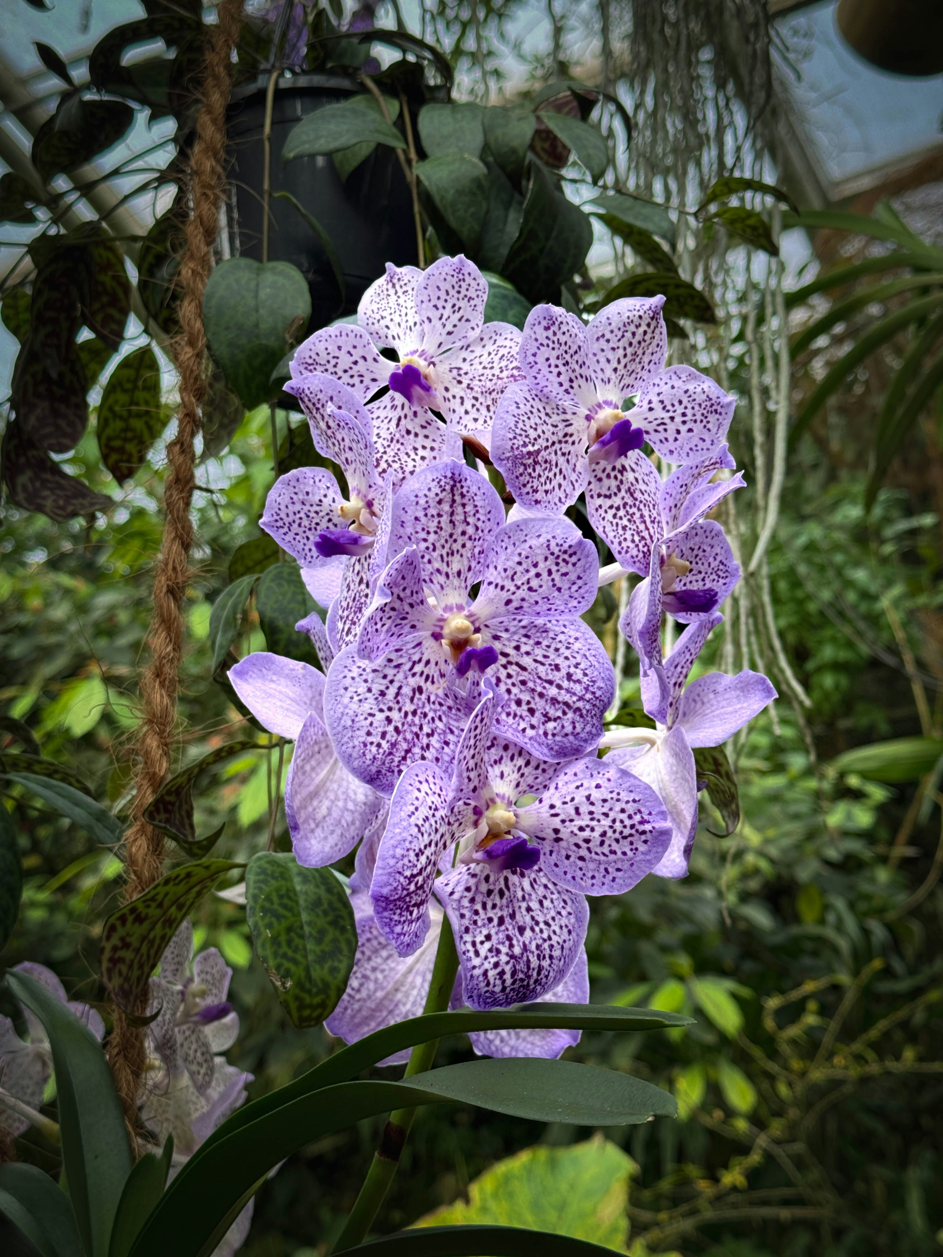 Lavender Orchid Cascade in a Lush Green Conservatory