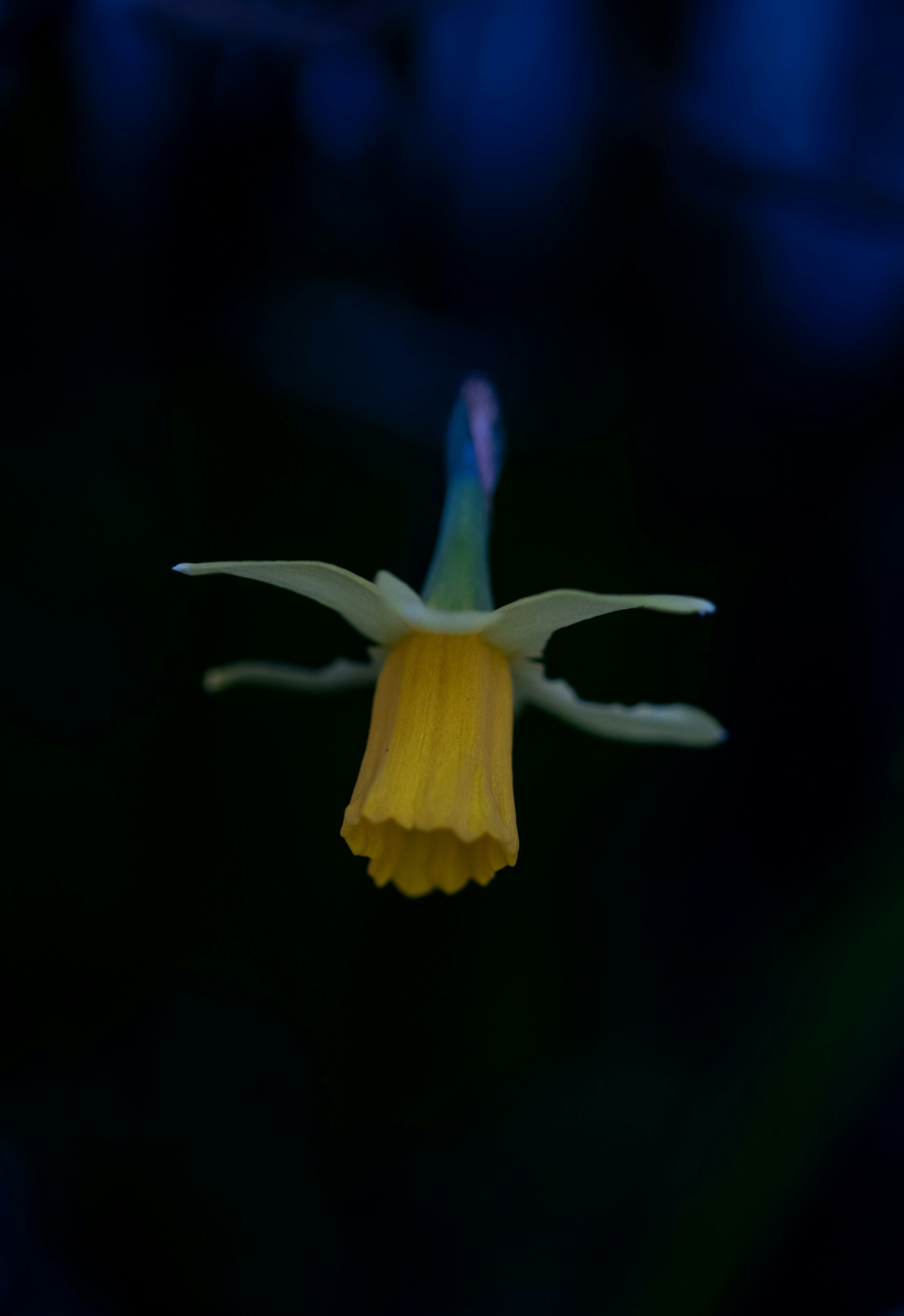 Stamen Pendant: a solitary yellow trumpet under a veil of night