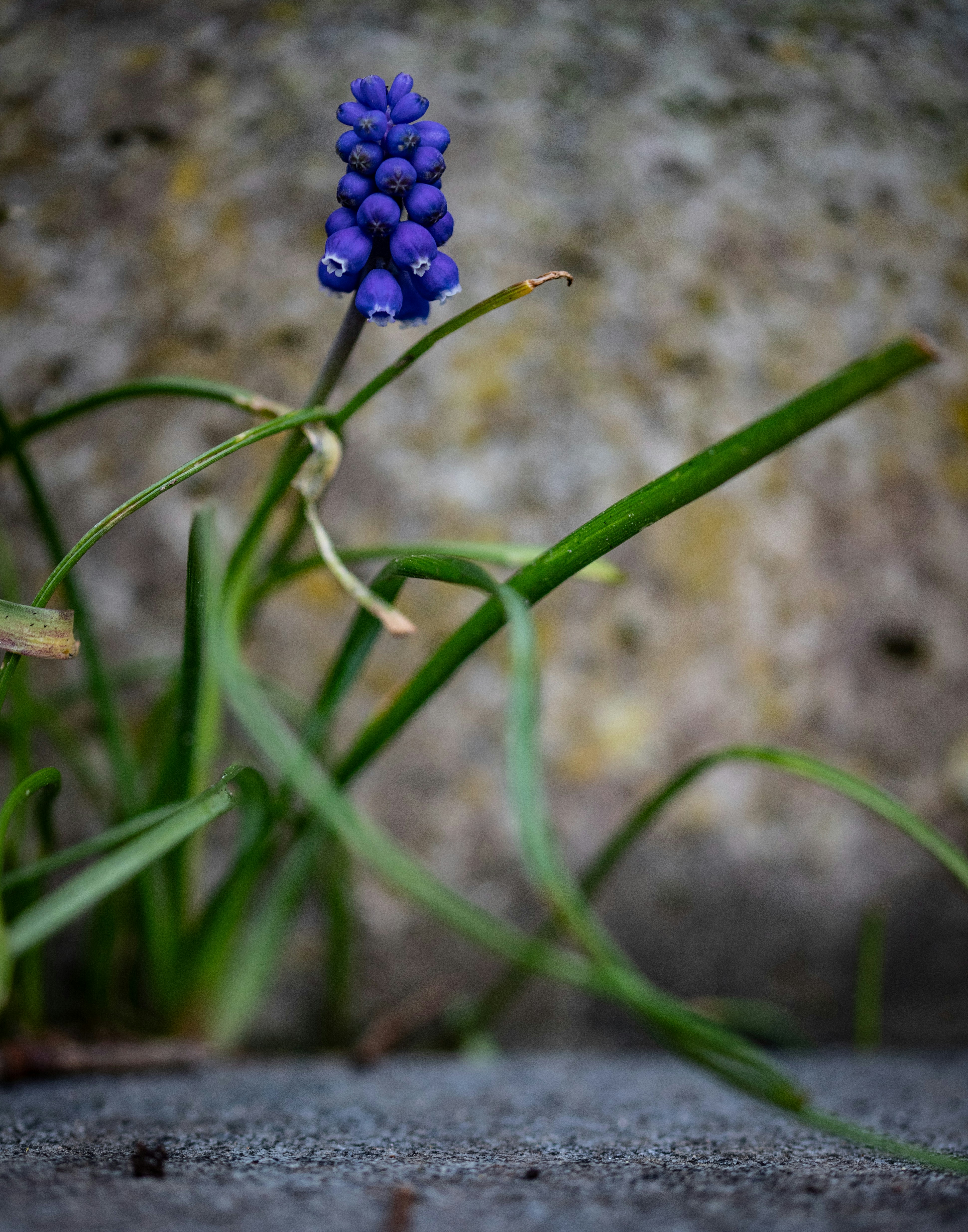Azure Bloom on a Concrete Stage