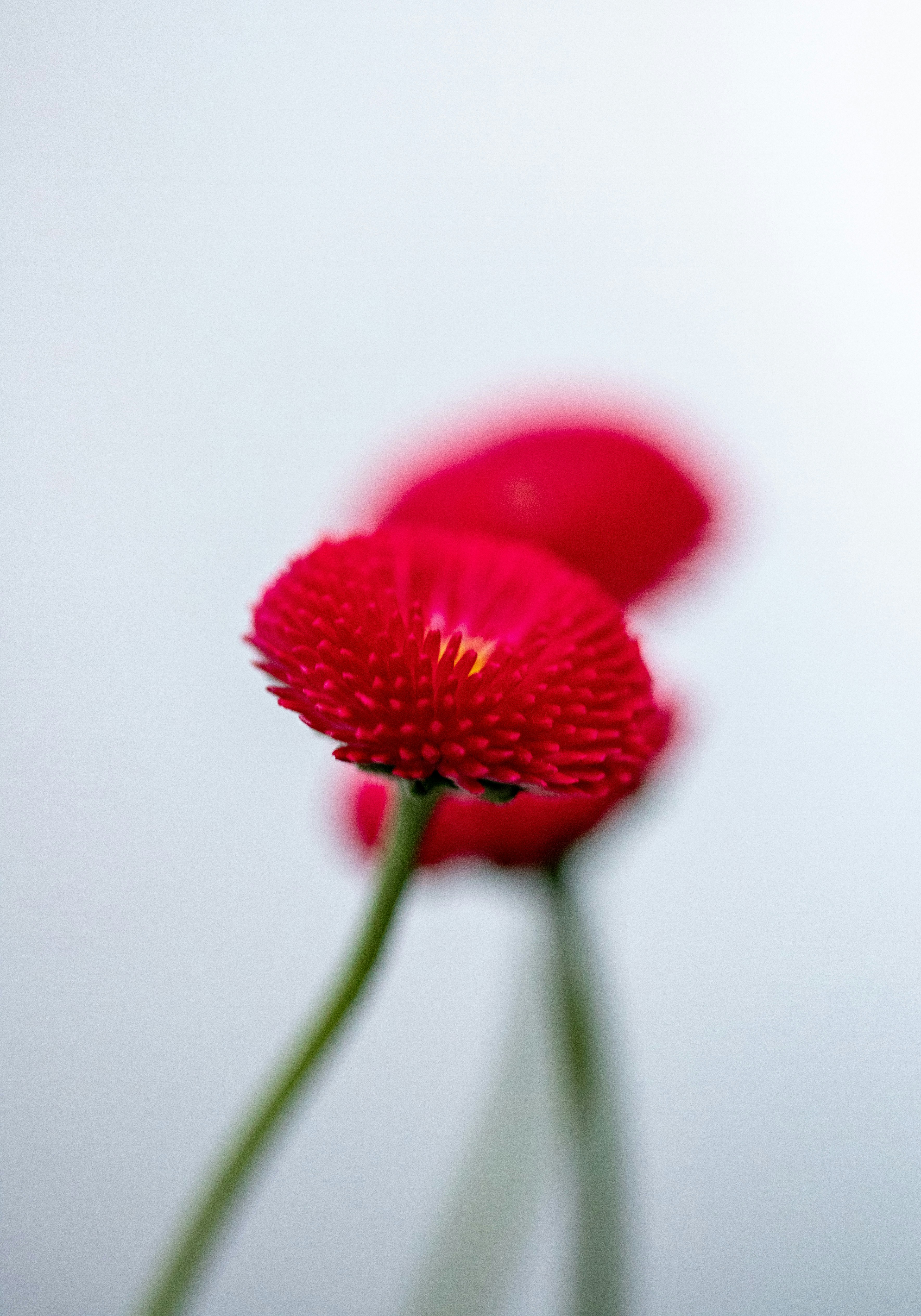 Crimson Blossom in Soft Focus