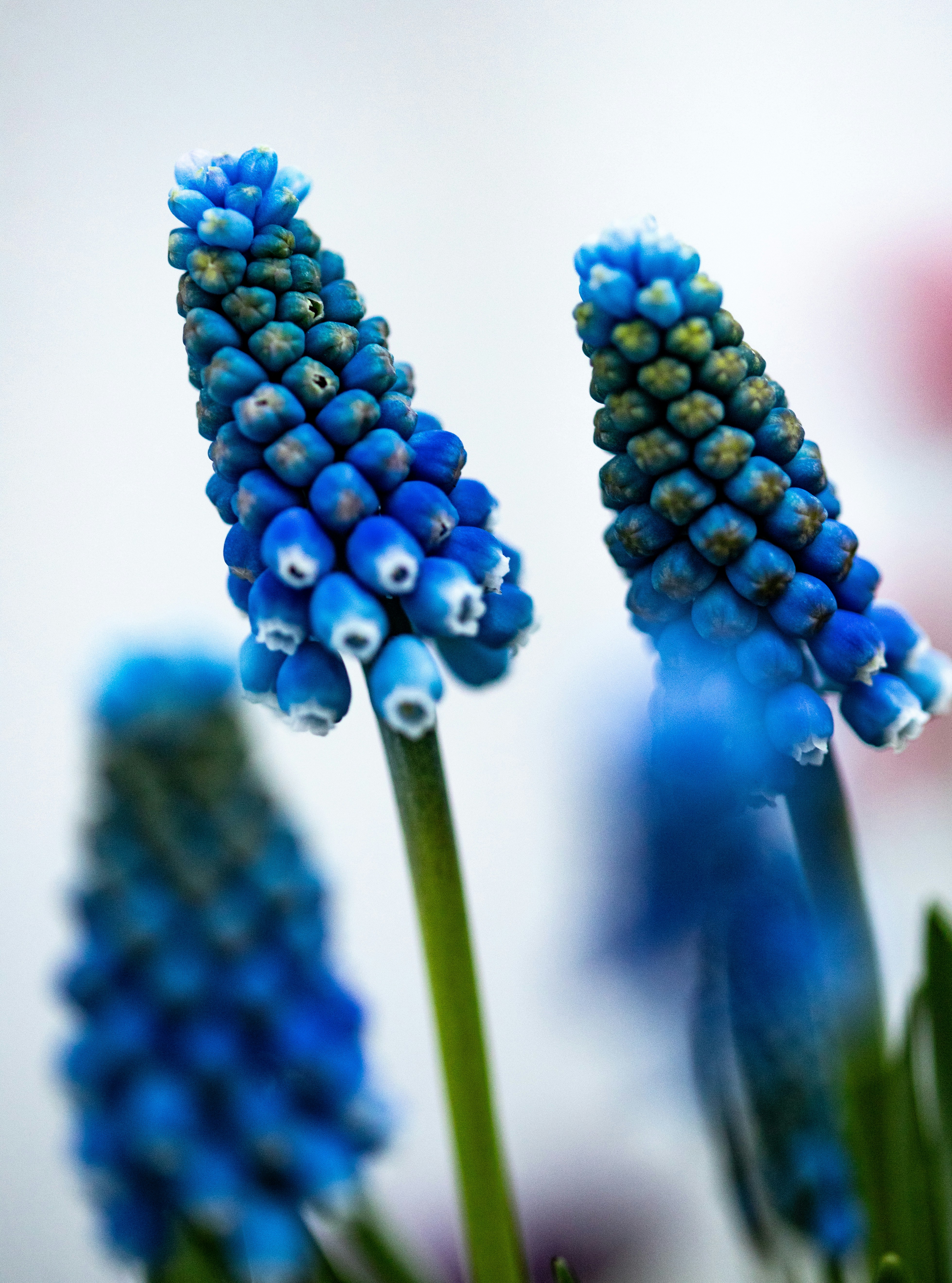 Blue Lupine Echoes: Close-Up of a Floral Spike in Soft Focus