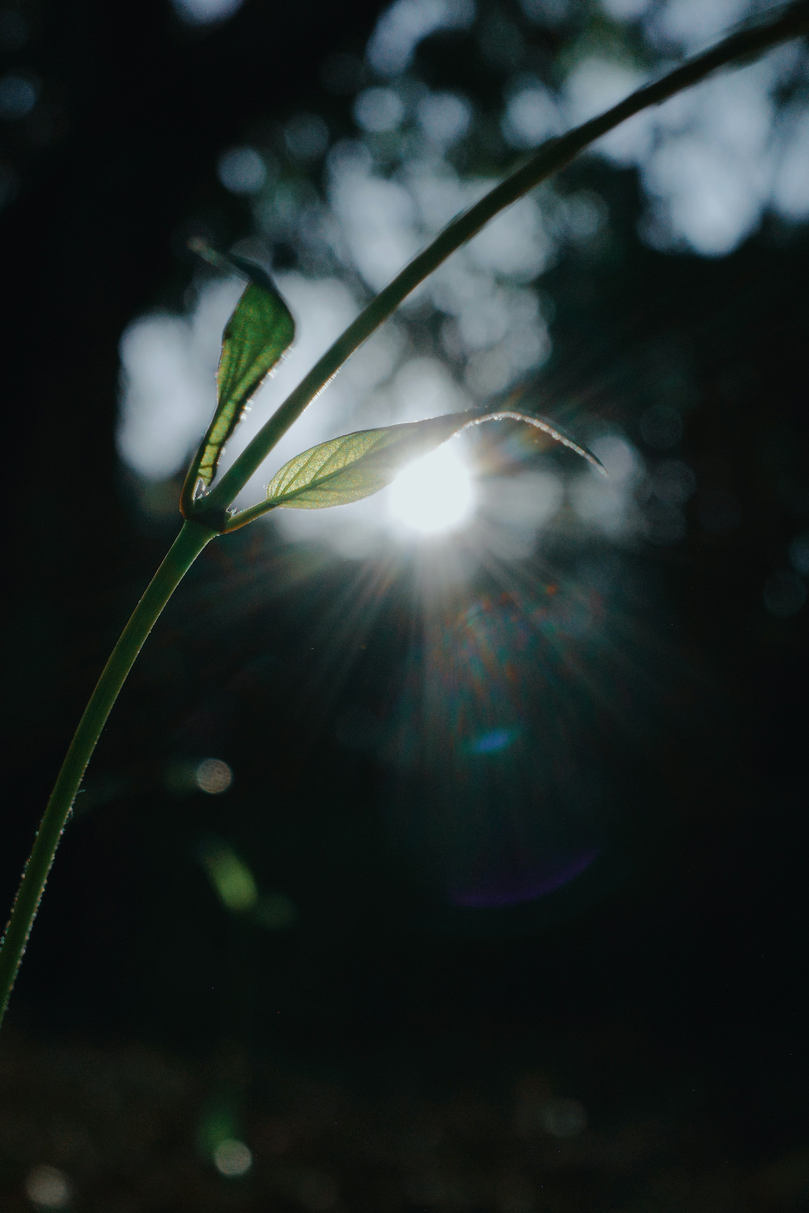 Sunlit Tendril: a delicate sprout against a radiant flare