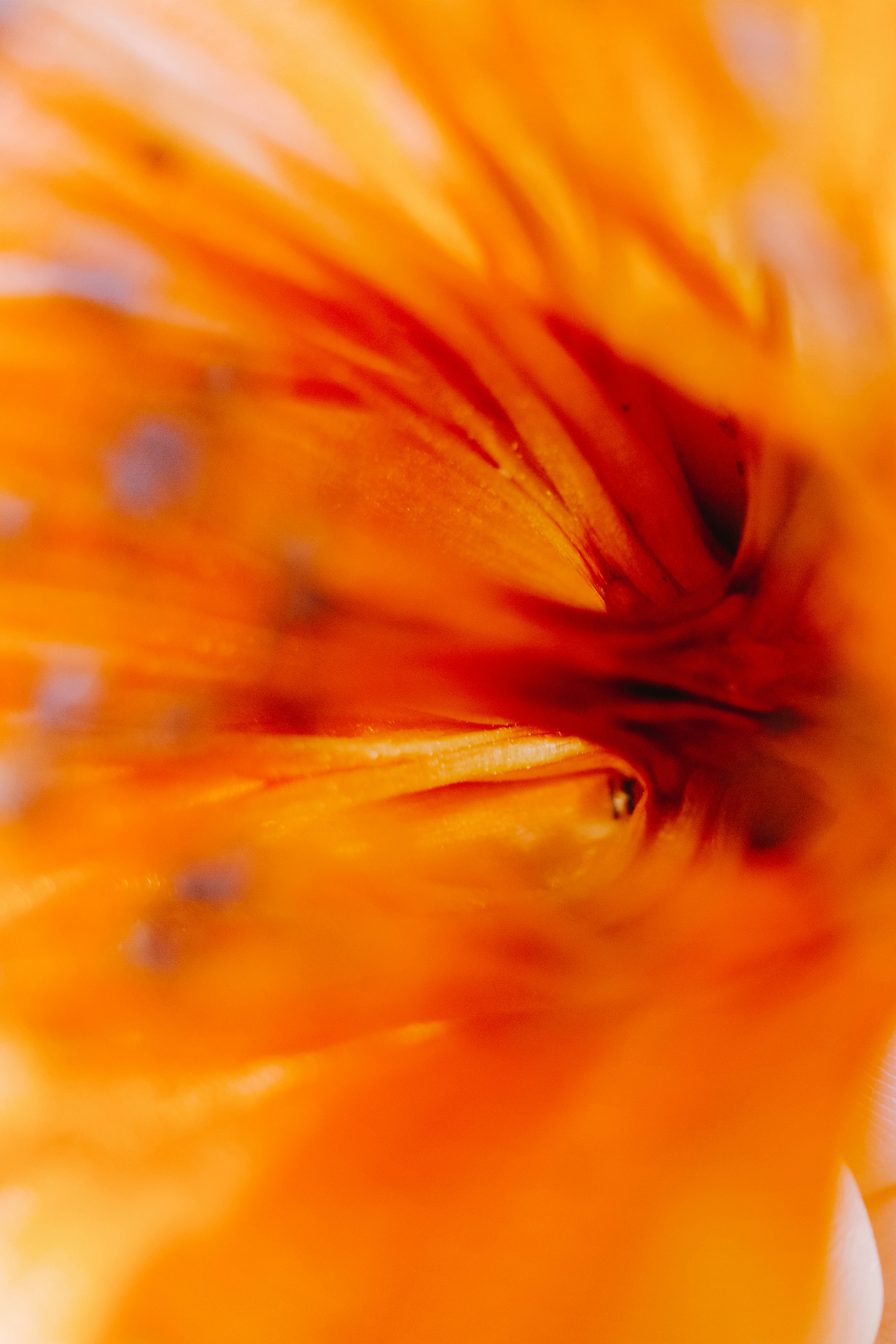 Orange Vortex: a close-up of swirling citrus-like textures