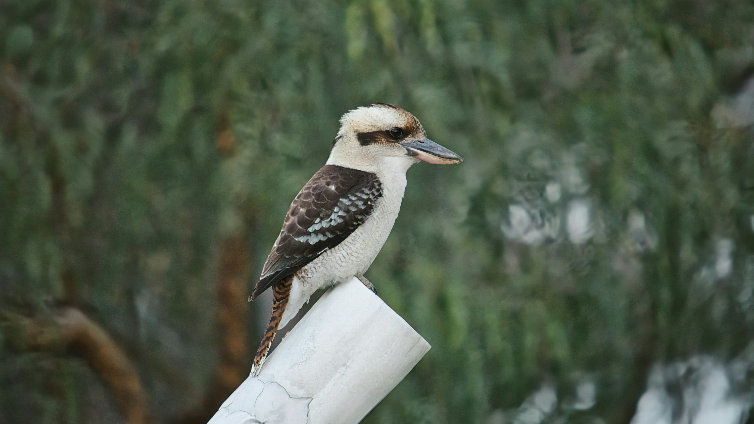 Perched Power of The White-Shouldered Kingfisher