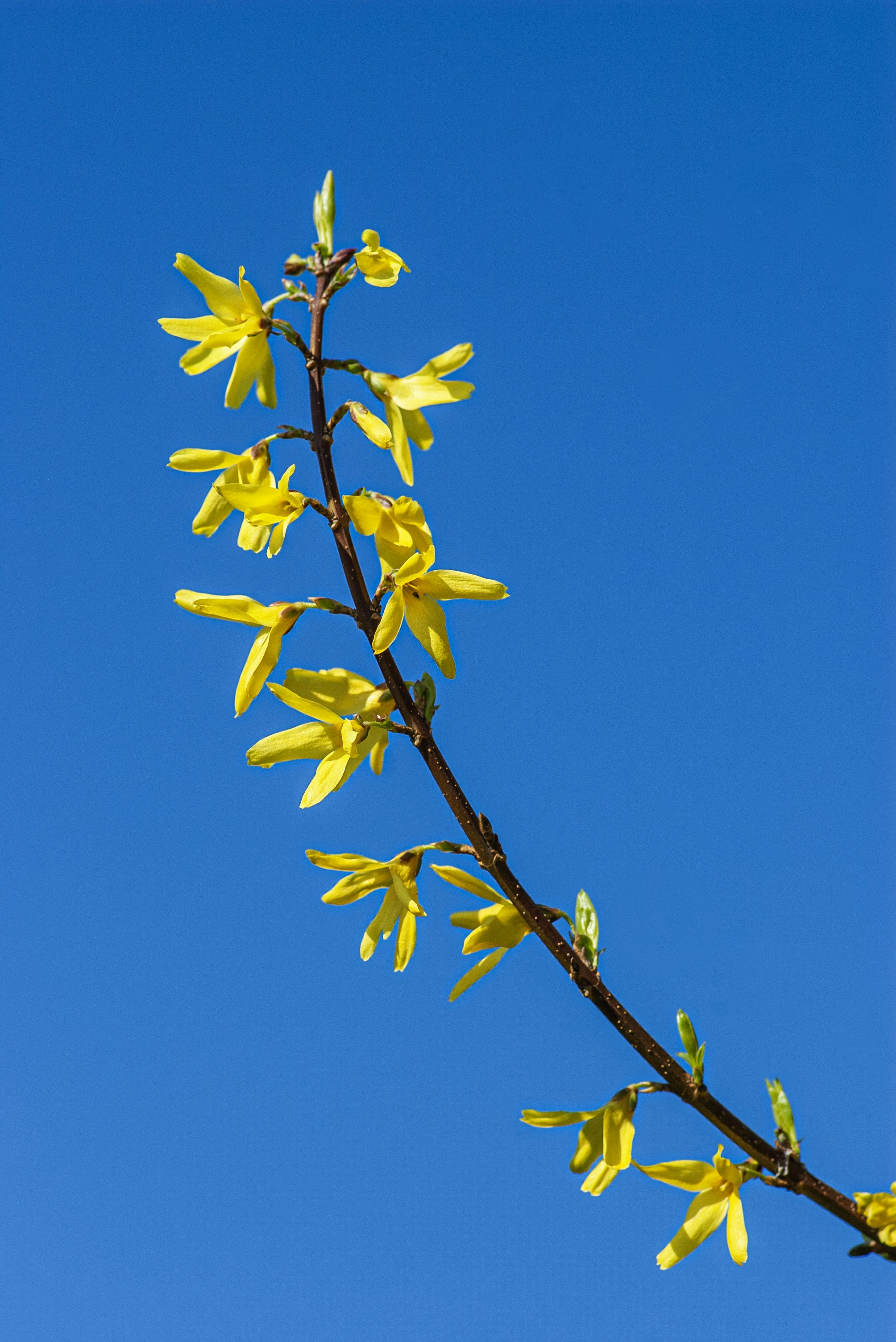 Golden Shoots Against a True Blue Sky
