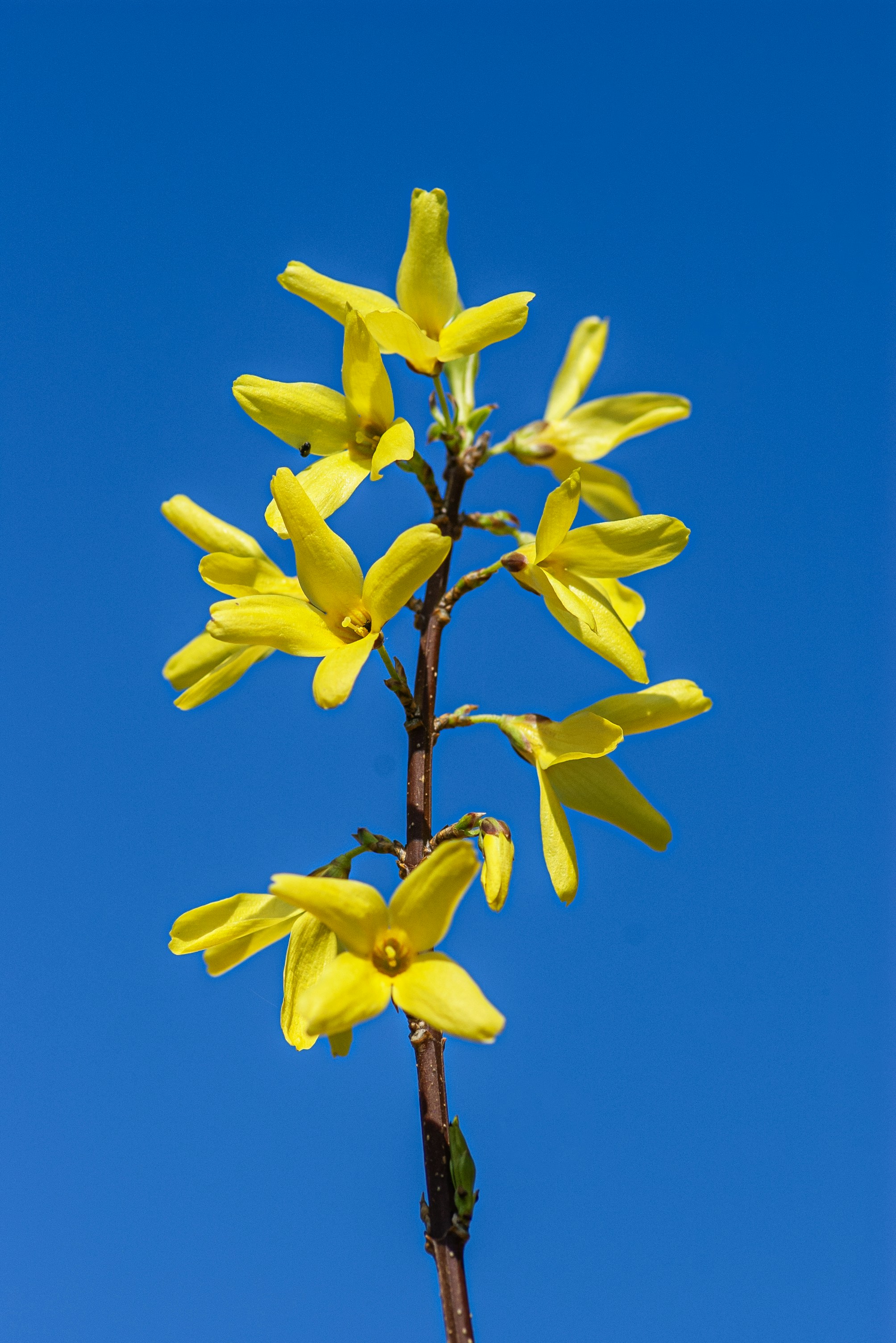 Yellow On a Stem Against a Blue Sky