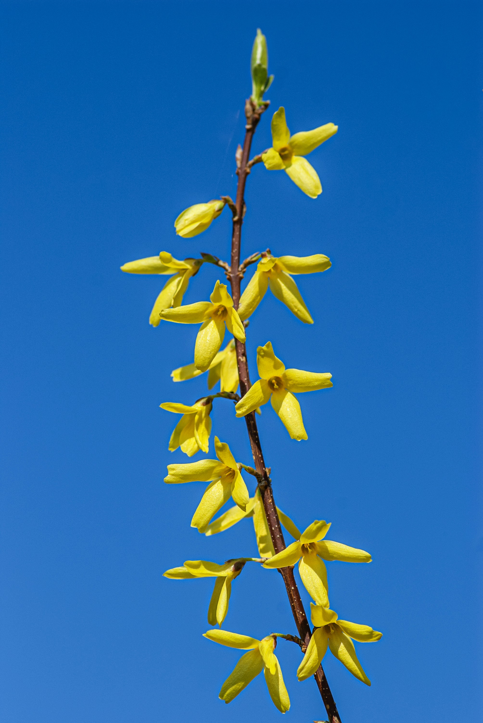 Yellow Spike: A Luminous Bloom Reaching Toward the Sky