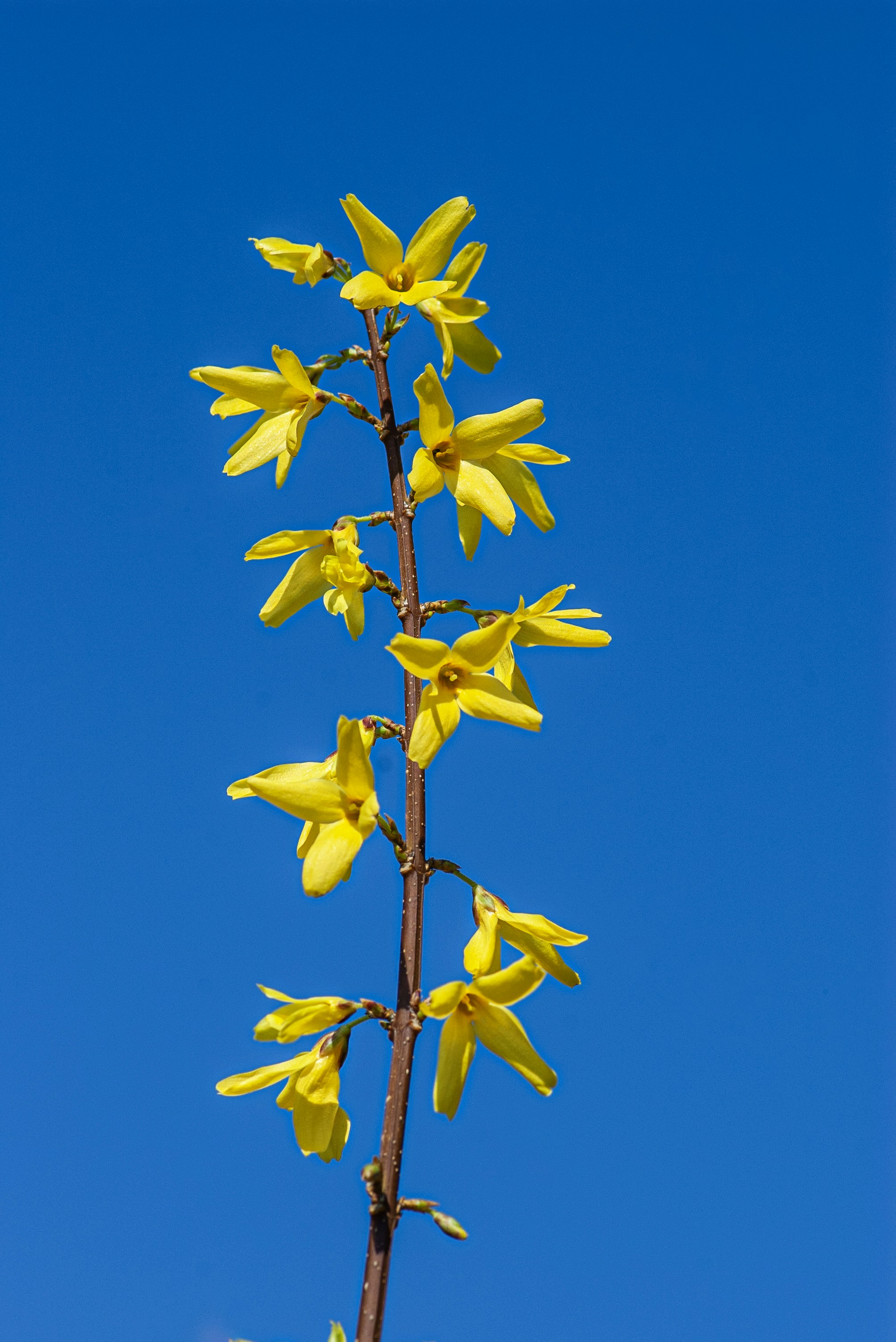 Yellow Floral Spike Reaching Toward a Pristine Blue