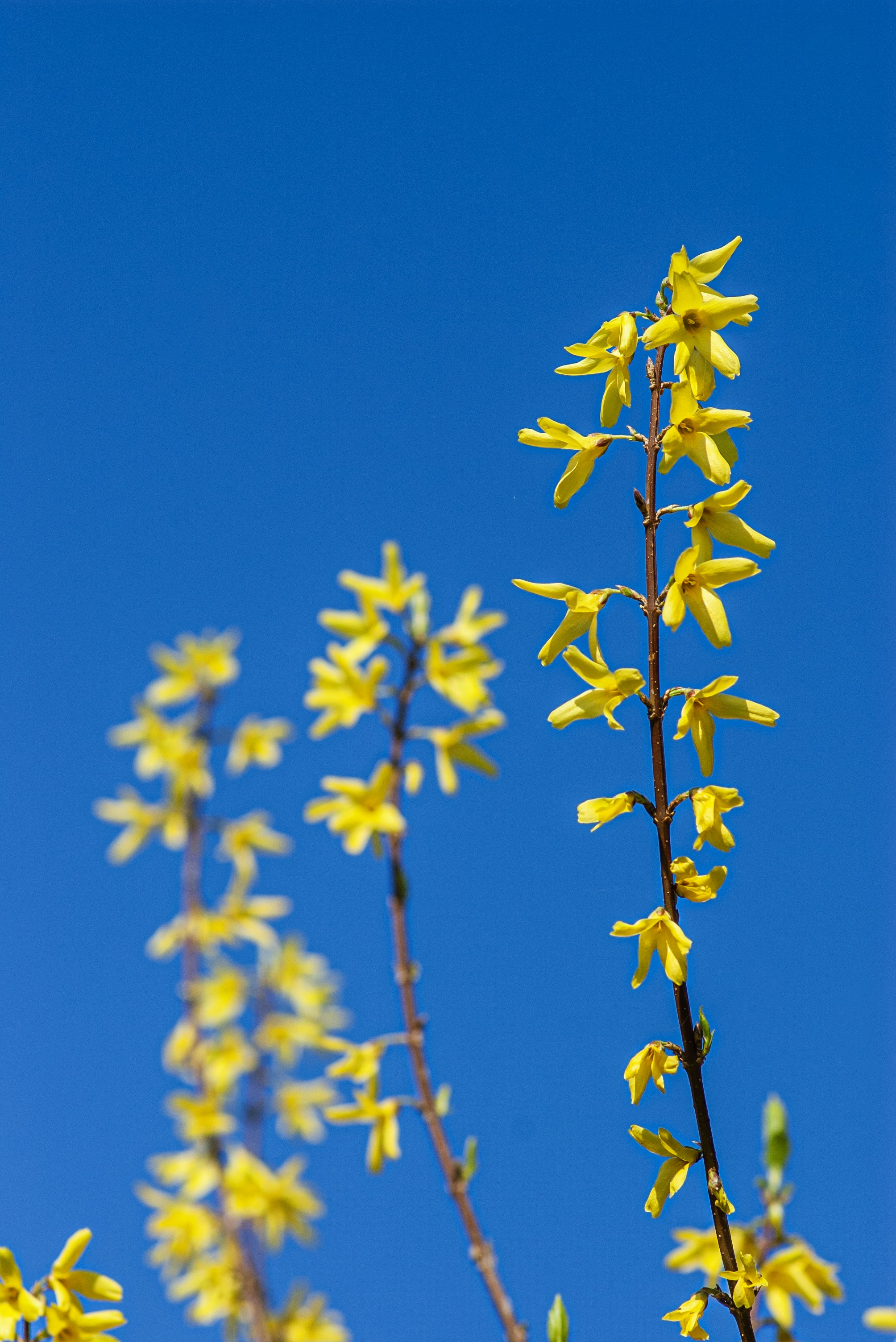 Yellow wildflowers reach toward a sapphire sky