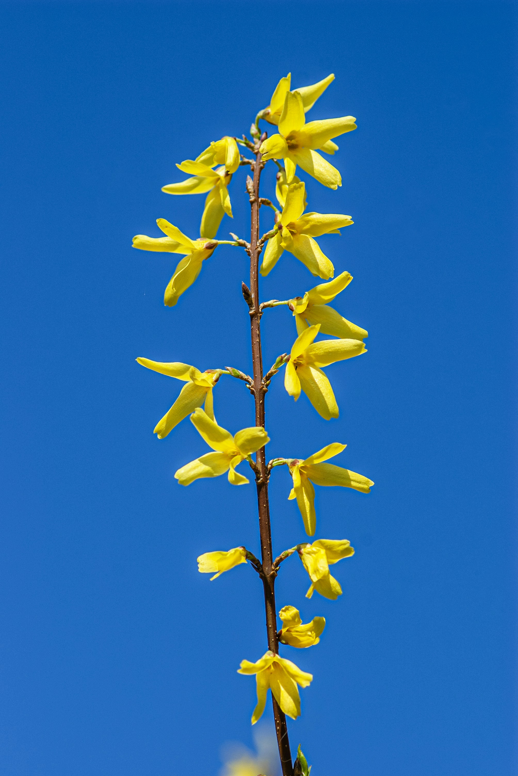 Yellow Spike: Bold Dandelion-Related Bloom Reaching Toward the Sky