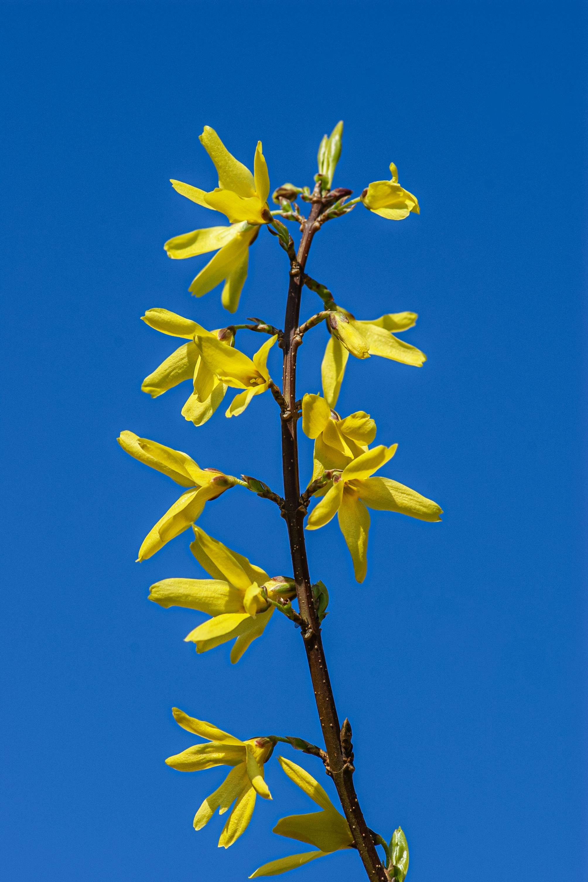 Golden Forsythia Against a Cerulean Sky