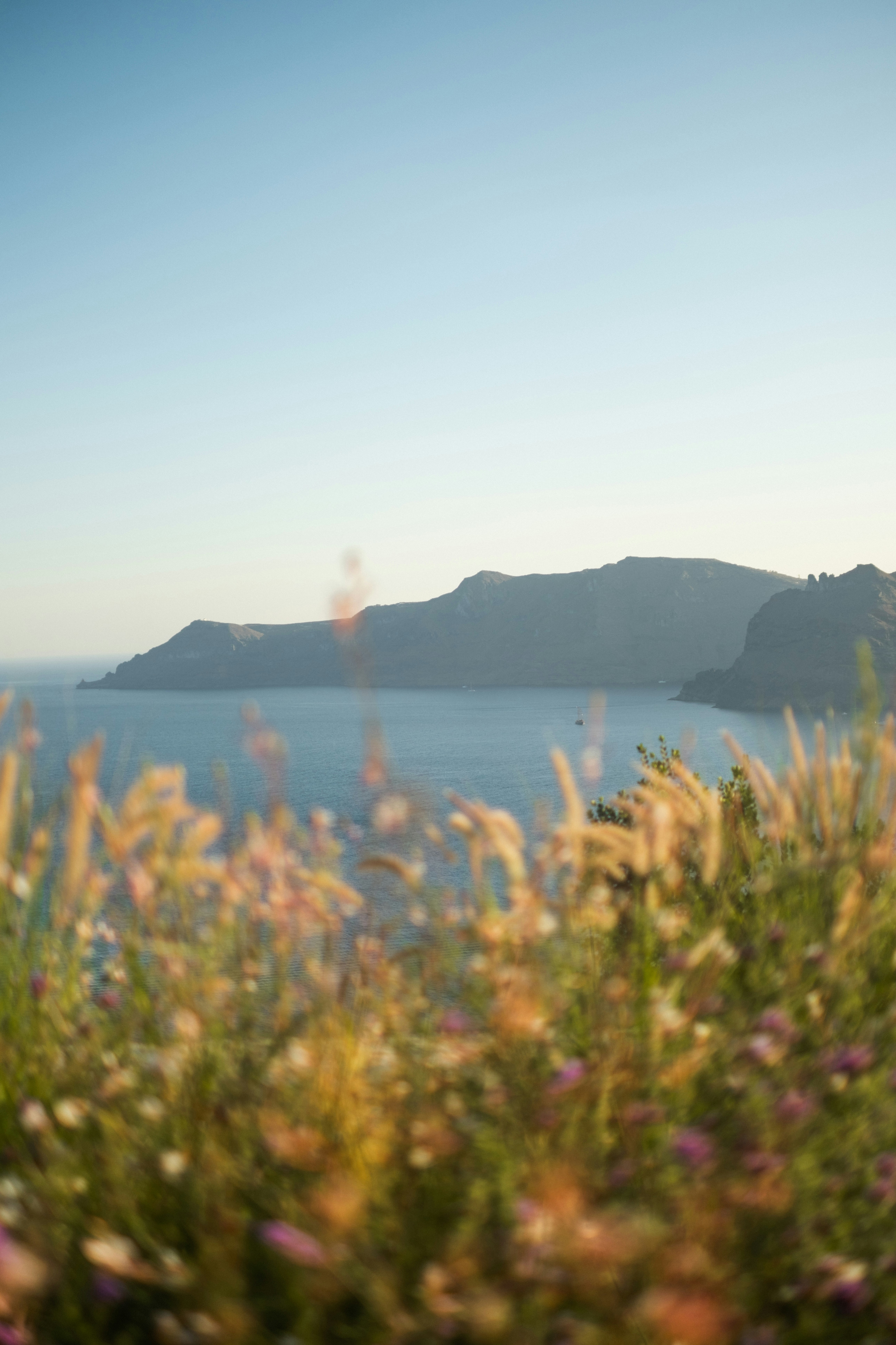 Coastal Ridge at Golden Hour with Wildflower Foreground