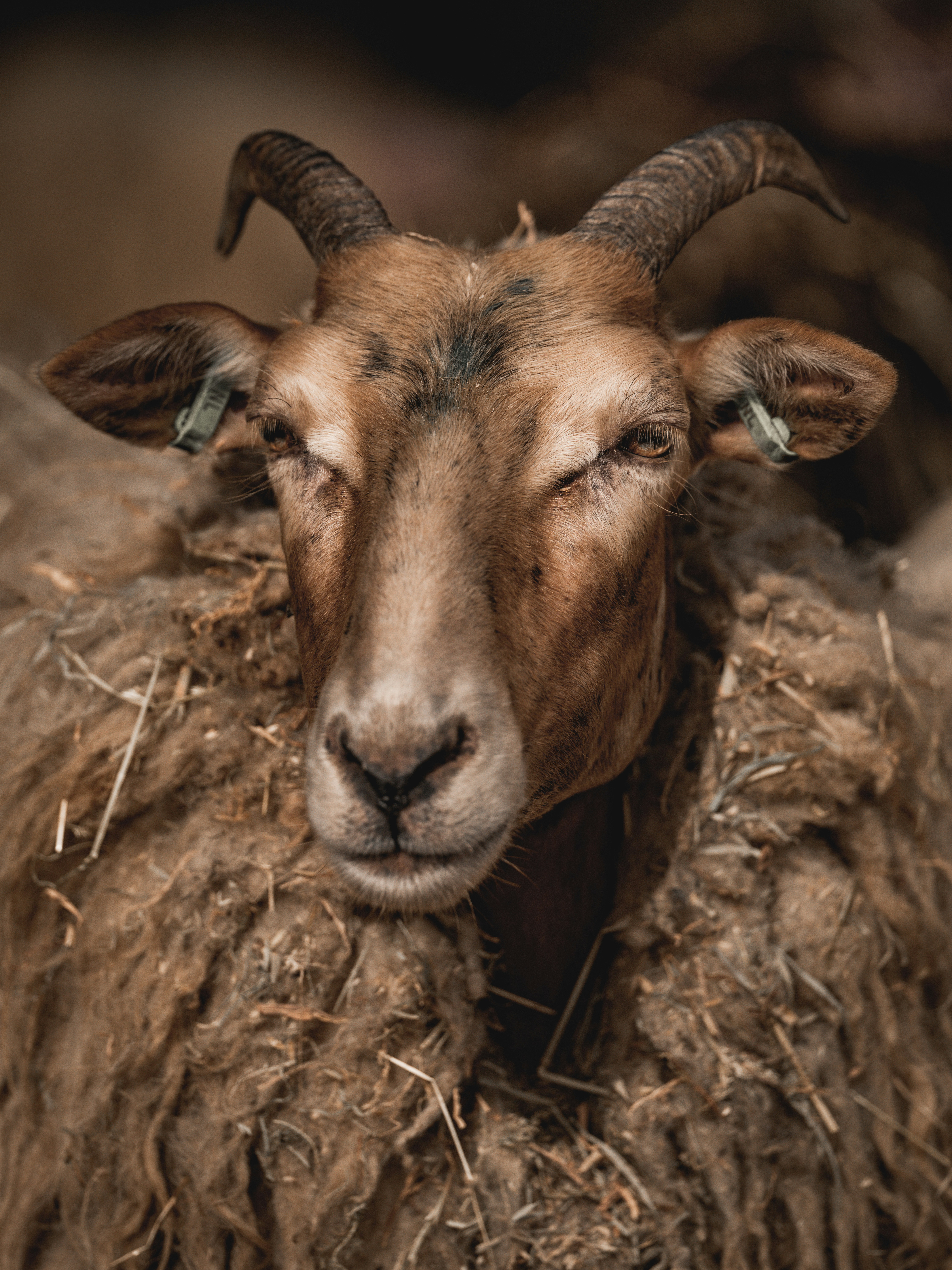 Hushed Gaze of a Mountain Ram