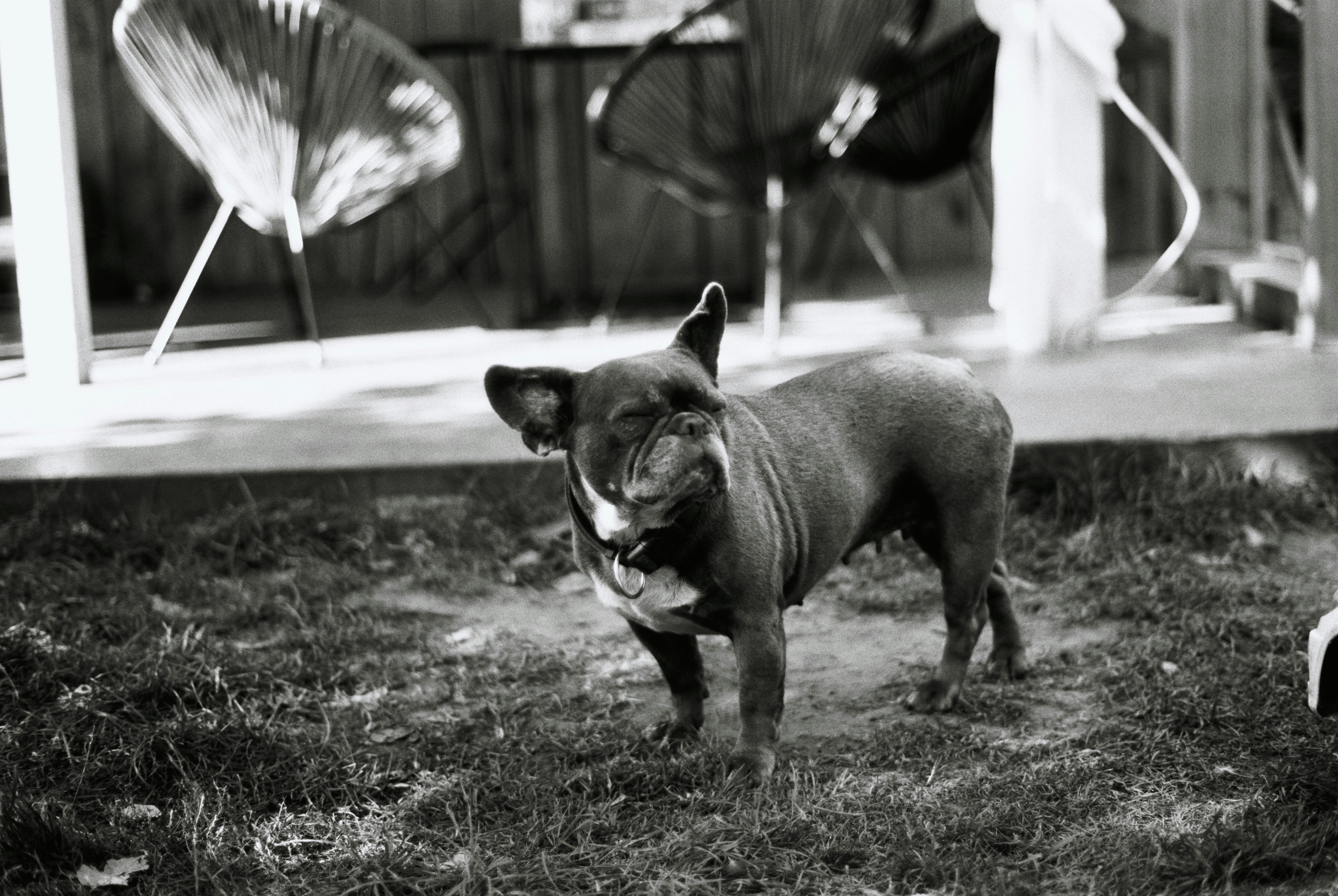 Grounded in Curiosity: The Drowsy Defender of the Yard