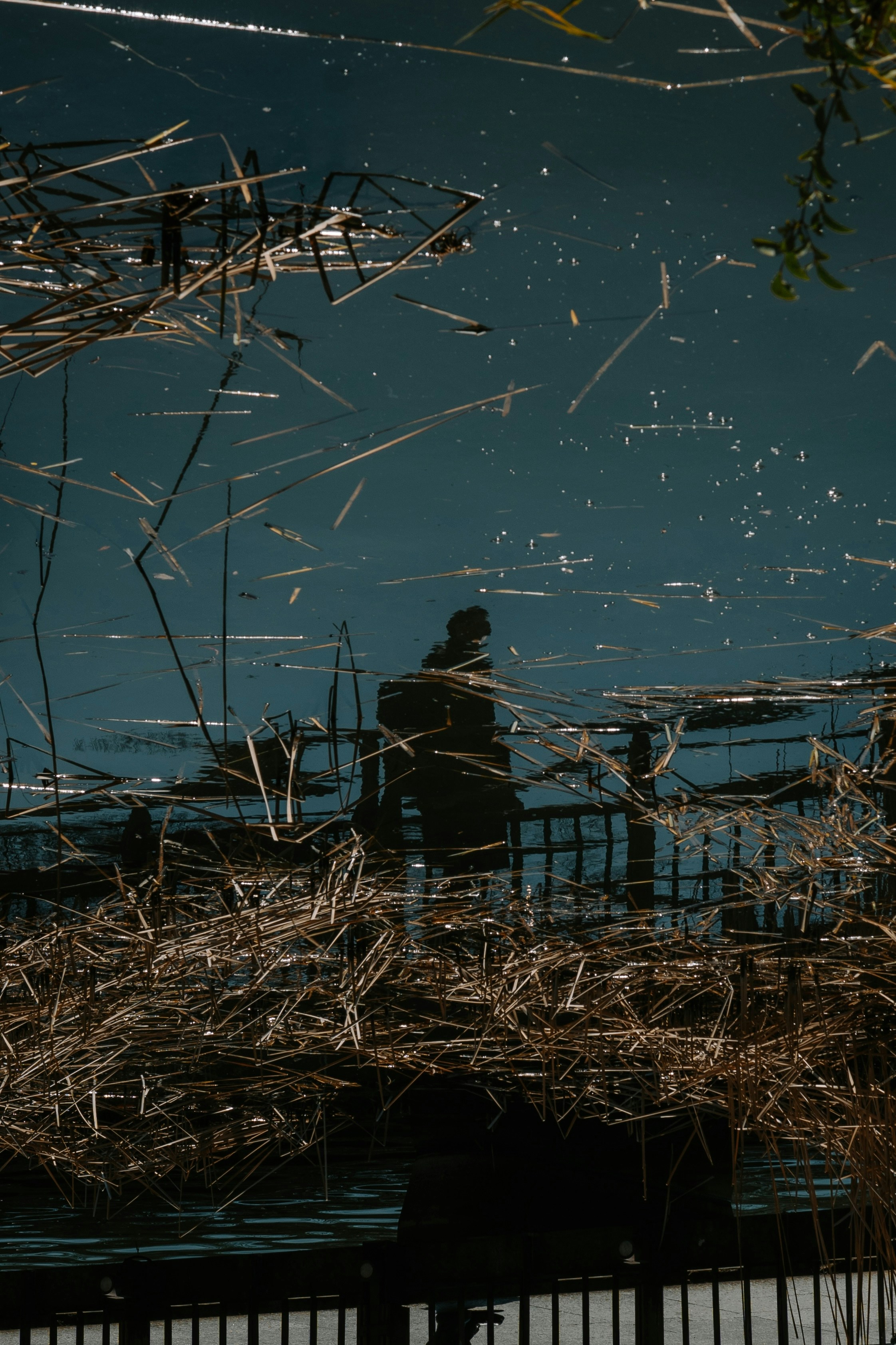 Silhouetted Observer Among Tangled Reeds by Moonlit Water