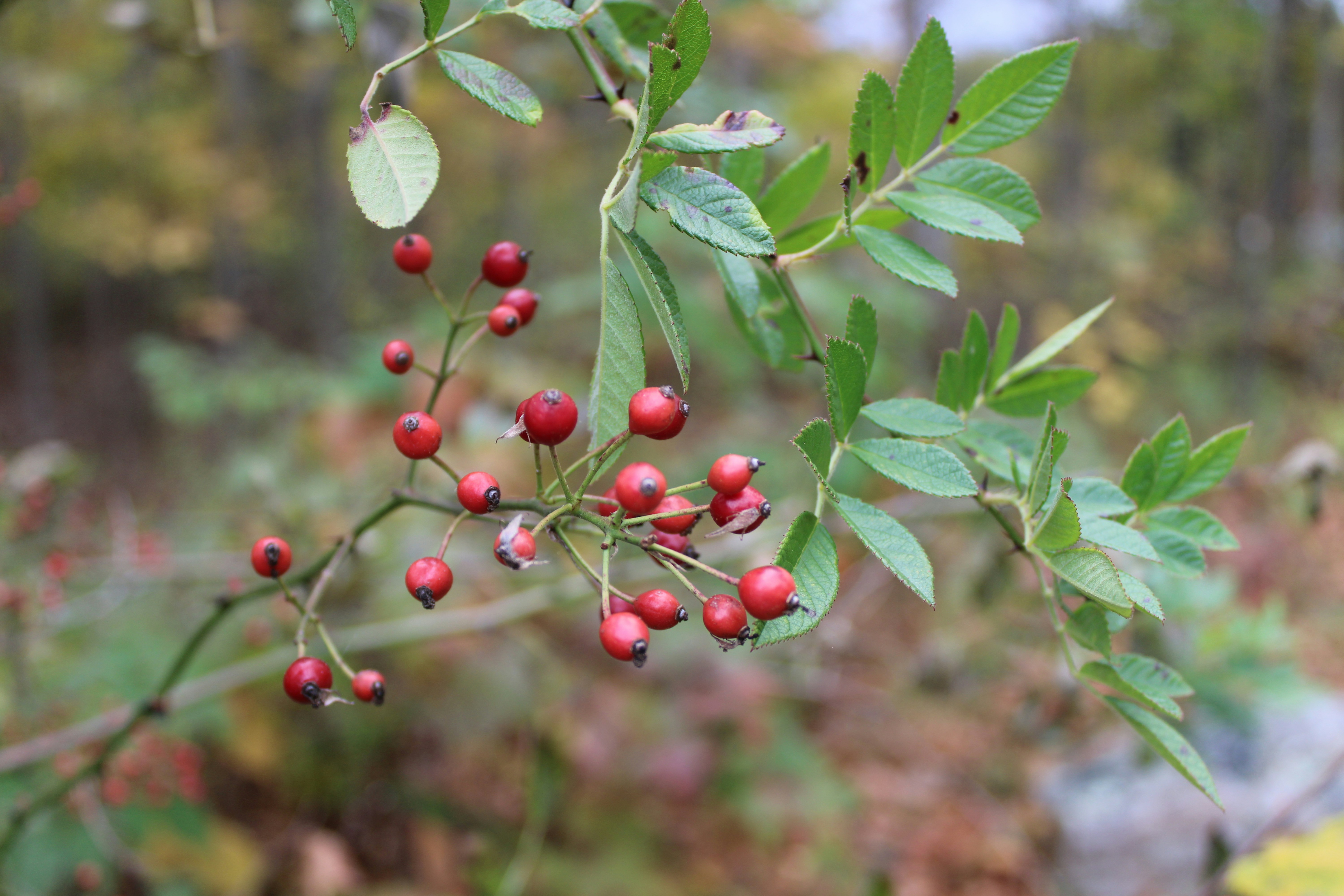 Scarlet berries on a slender branch in a hushed autumn backdrop