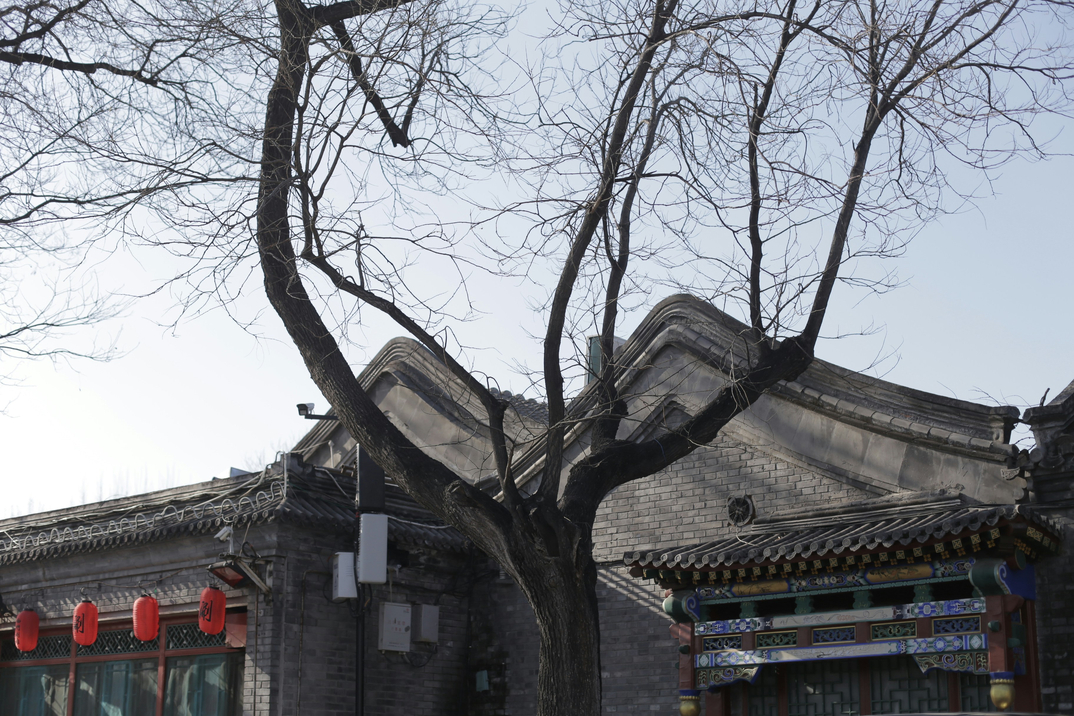 Tree Veil Over Traditional Courtyard