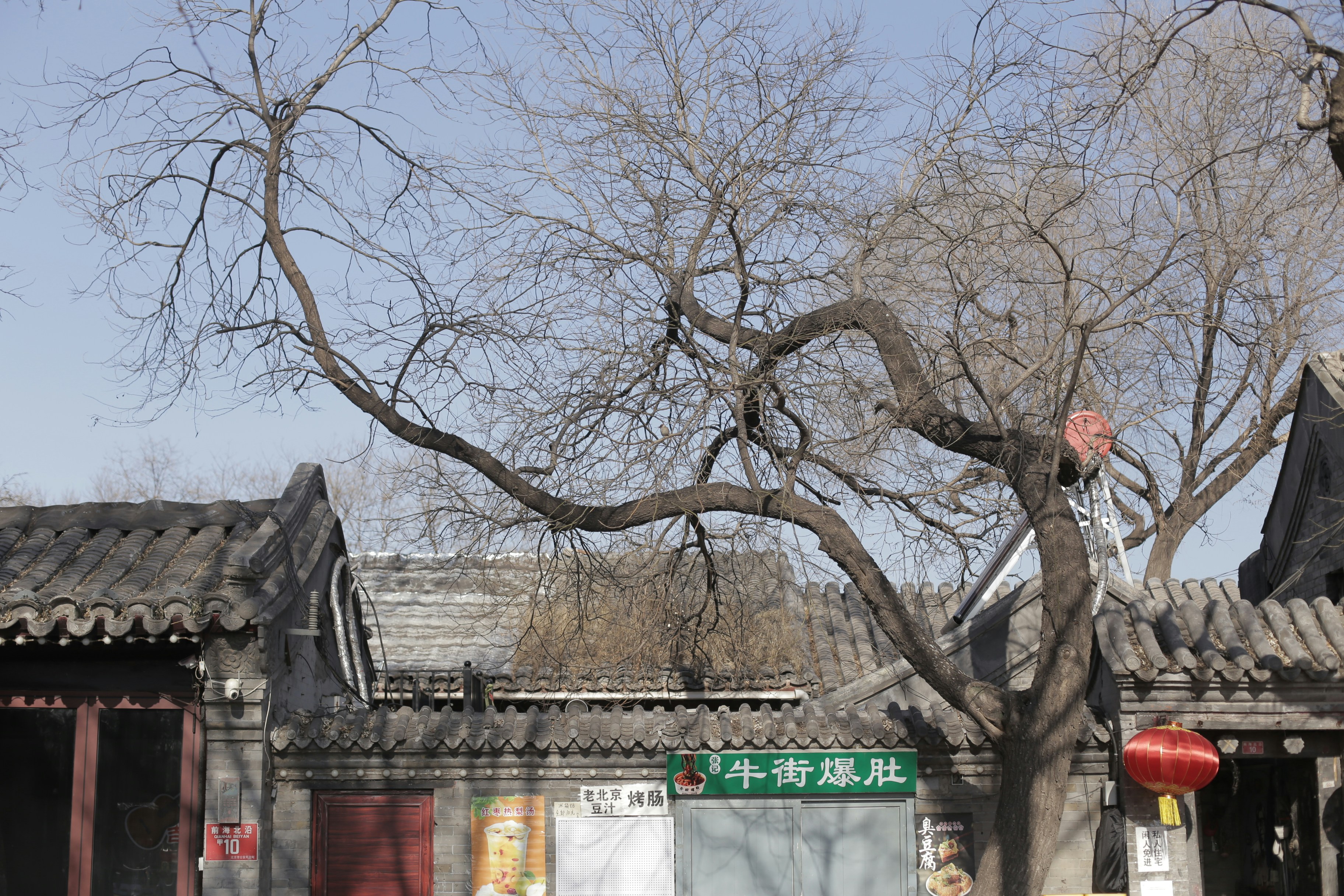 Ancient Beams and Banyan: Quiet Street Behind the Courtyard Wall