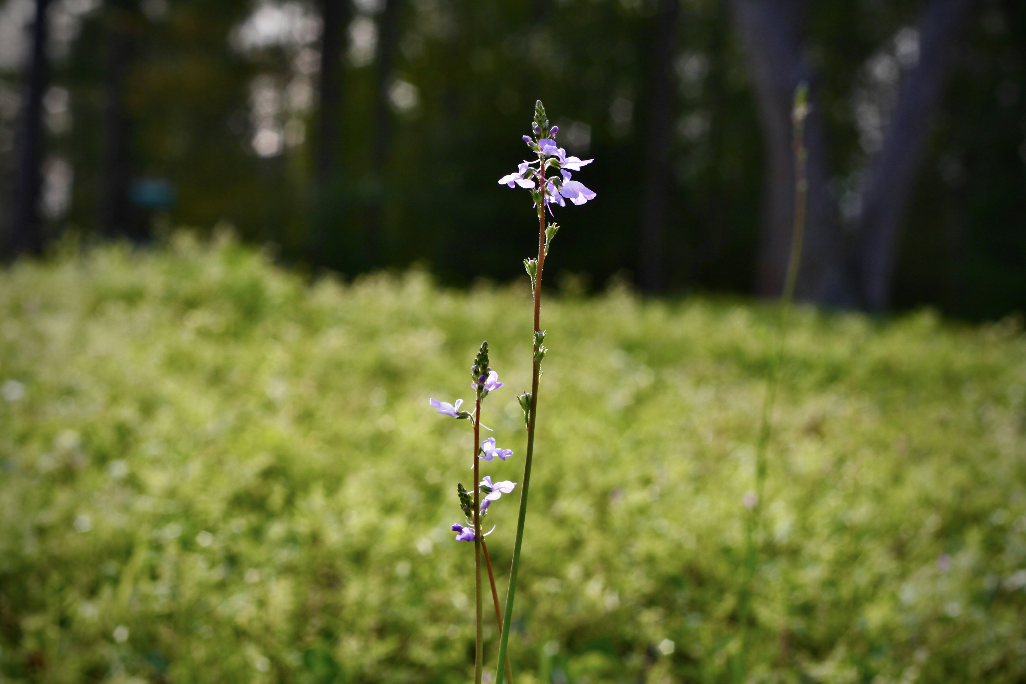 Tall Wildflower Reaches Toward the Sun in a Quiet Meadow