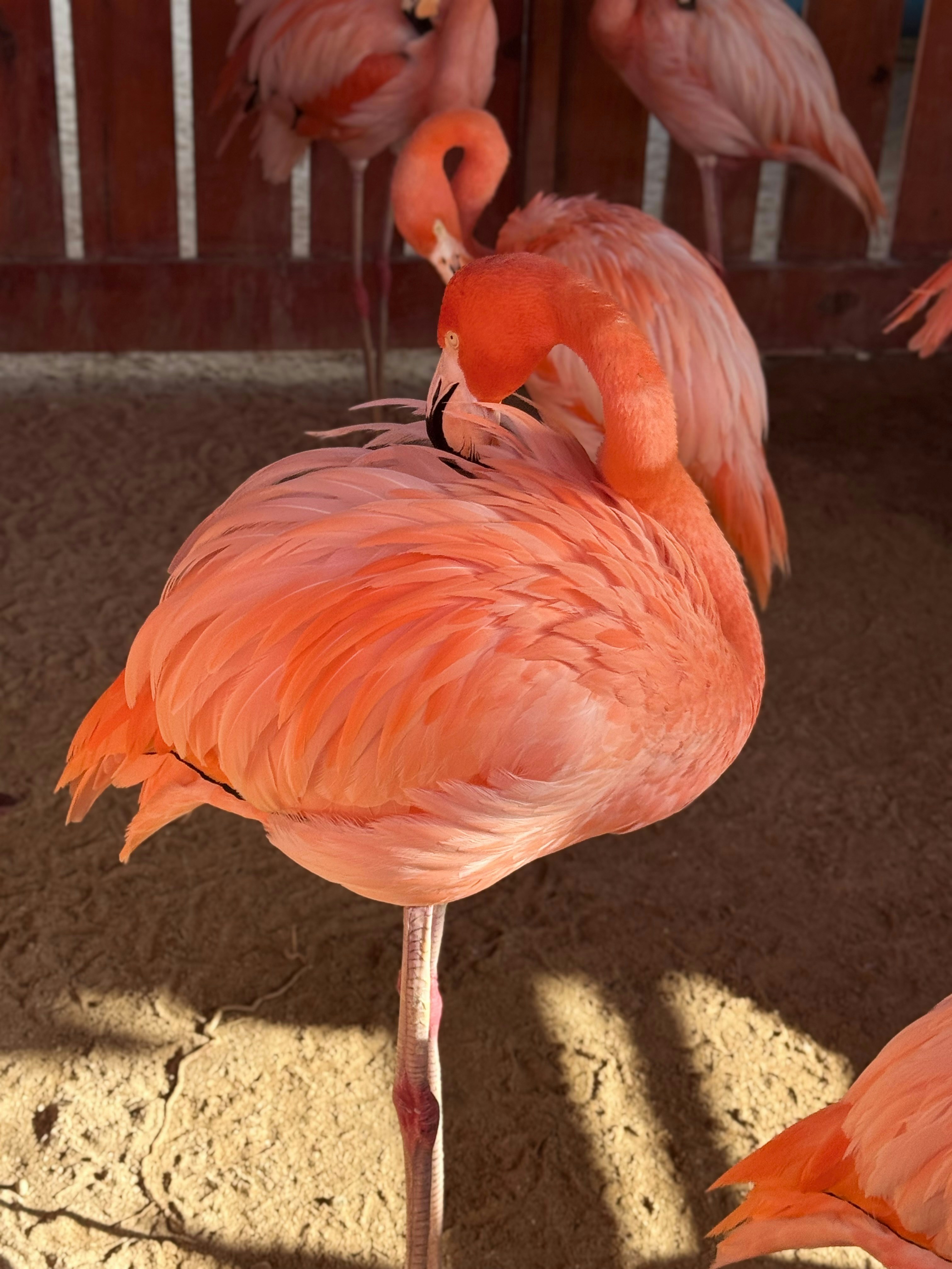 Flamingo in Warm Spotlight: A Curved Feathery Silhouette