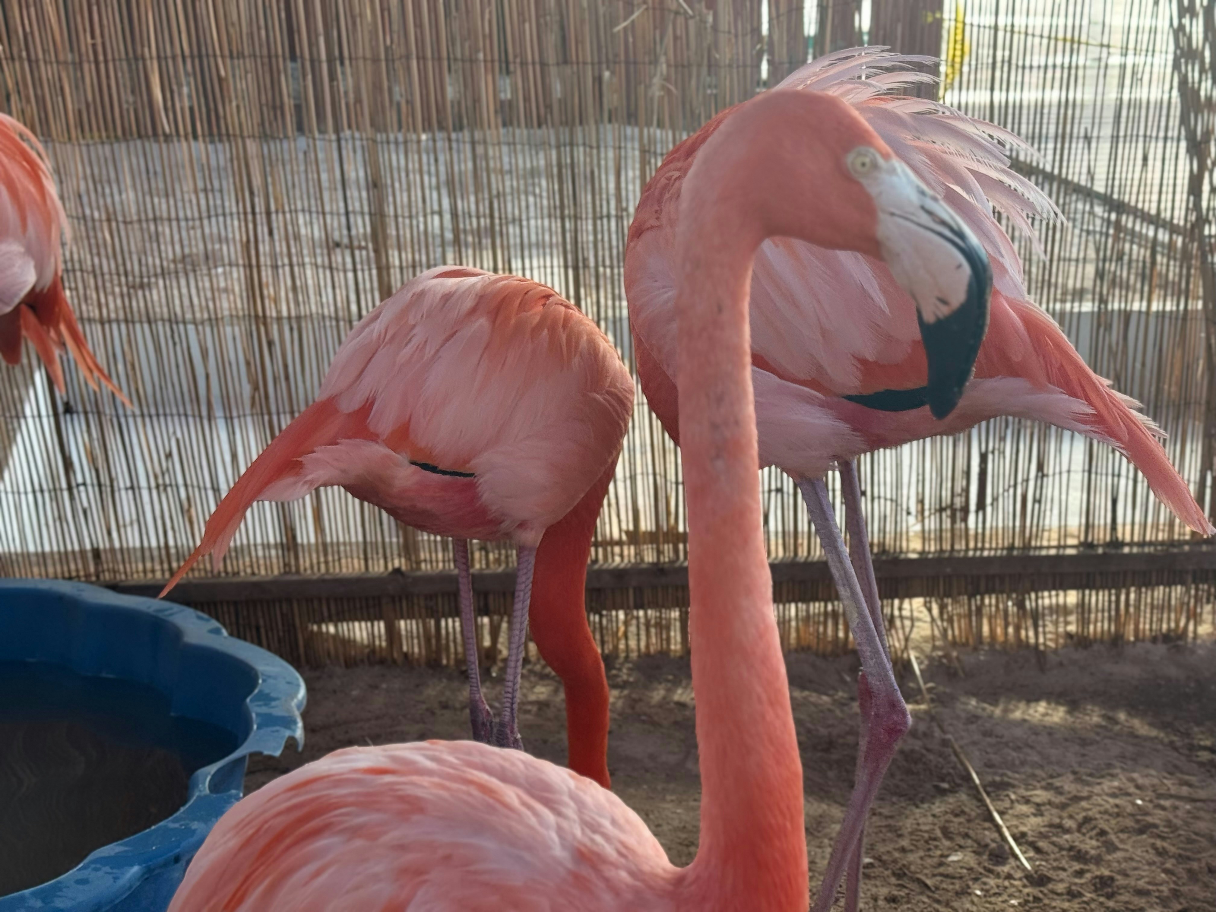 Flamingos in a sunlit enclosure