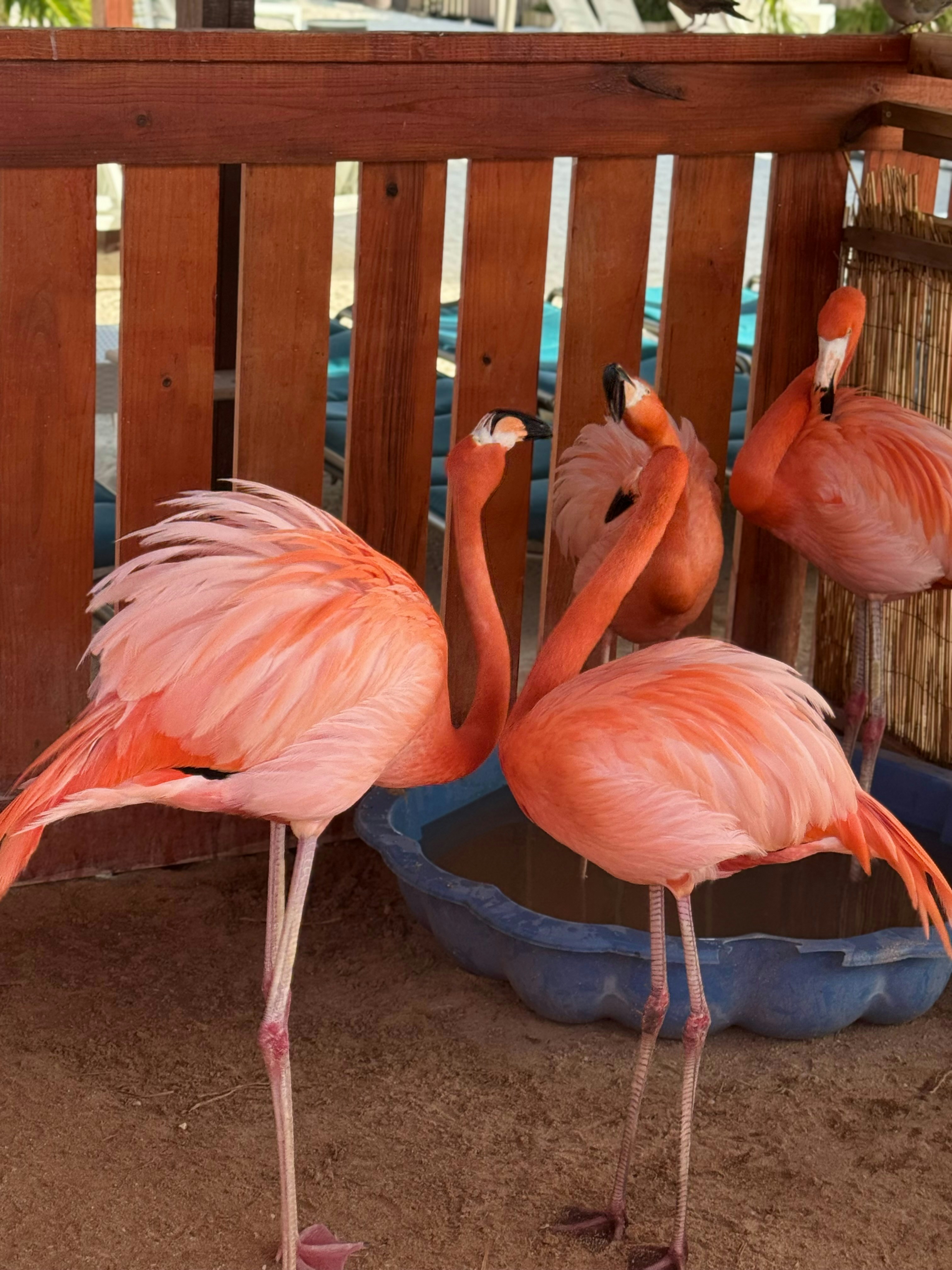 Flamingo Quartet by a Blue Basin