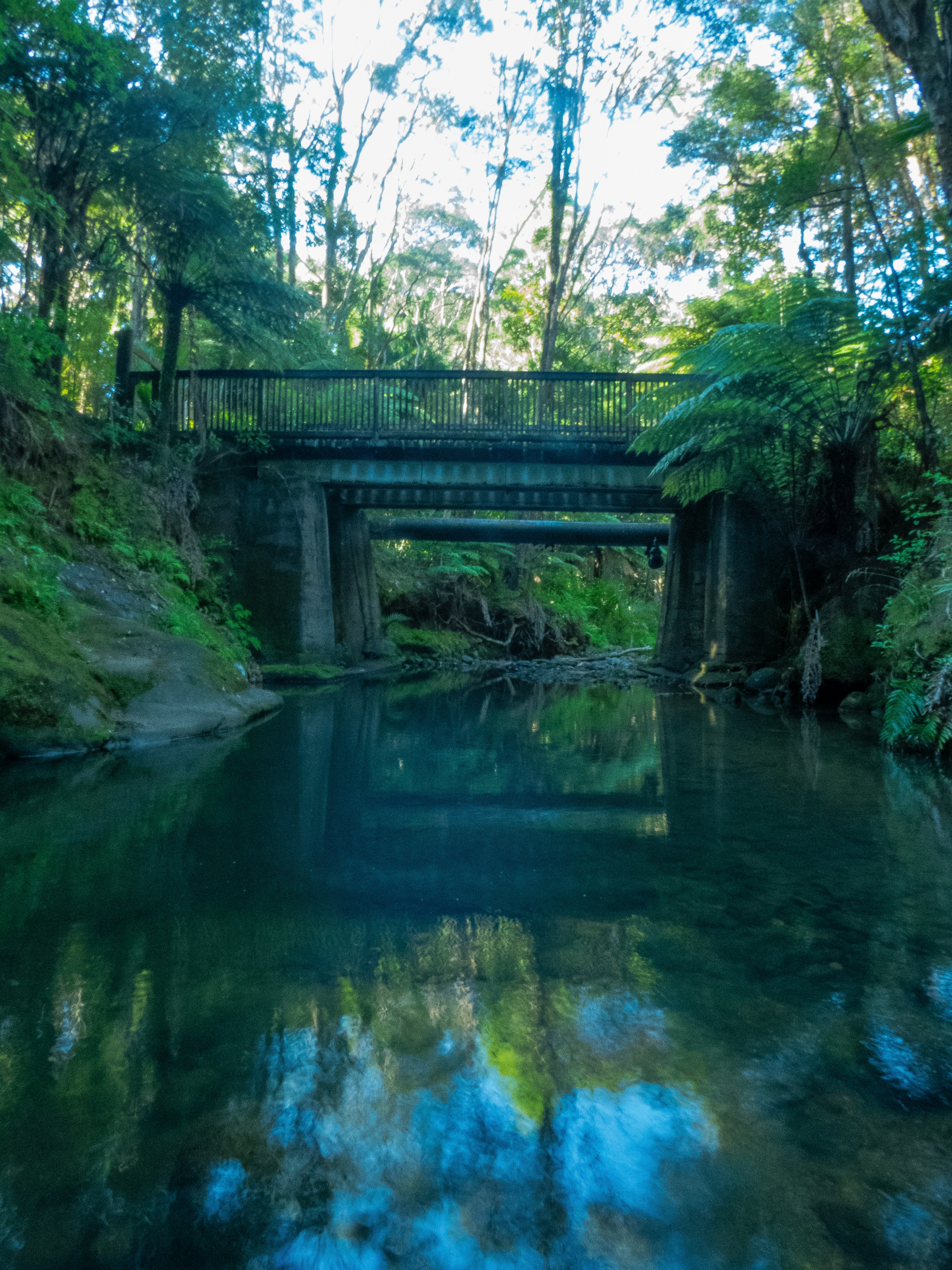 Bridge Over Quiet River: A Green Corridor Reflected
