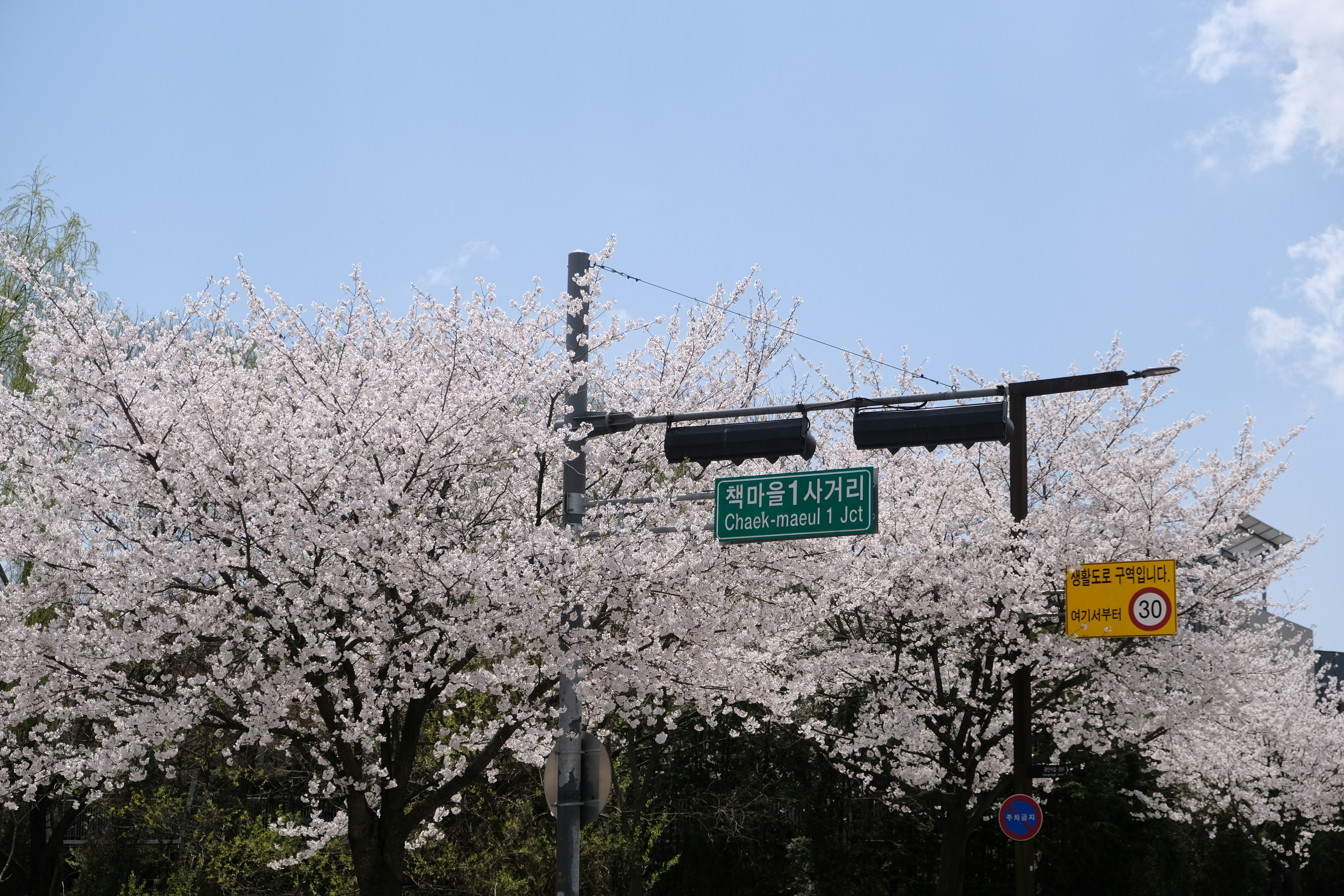 Cherry Blossom Alley under a Clear Seoul Sky