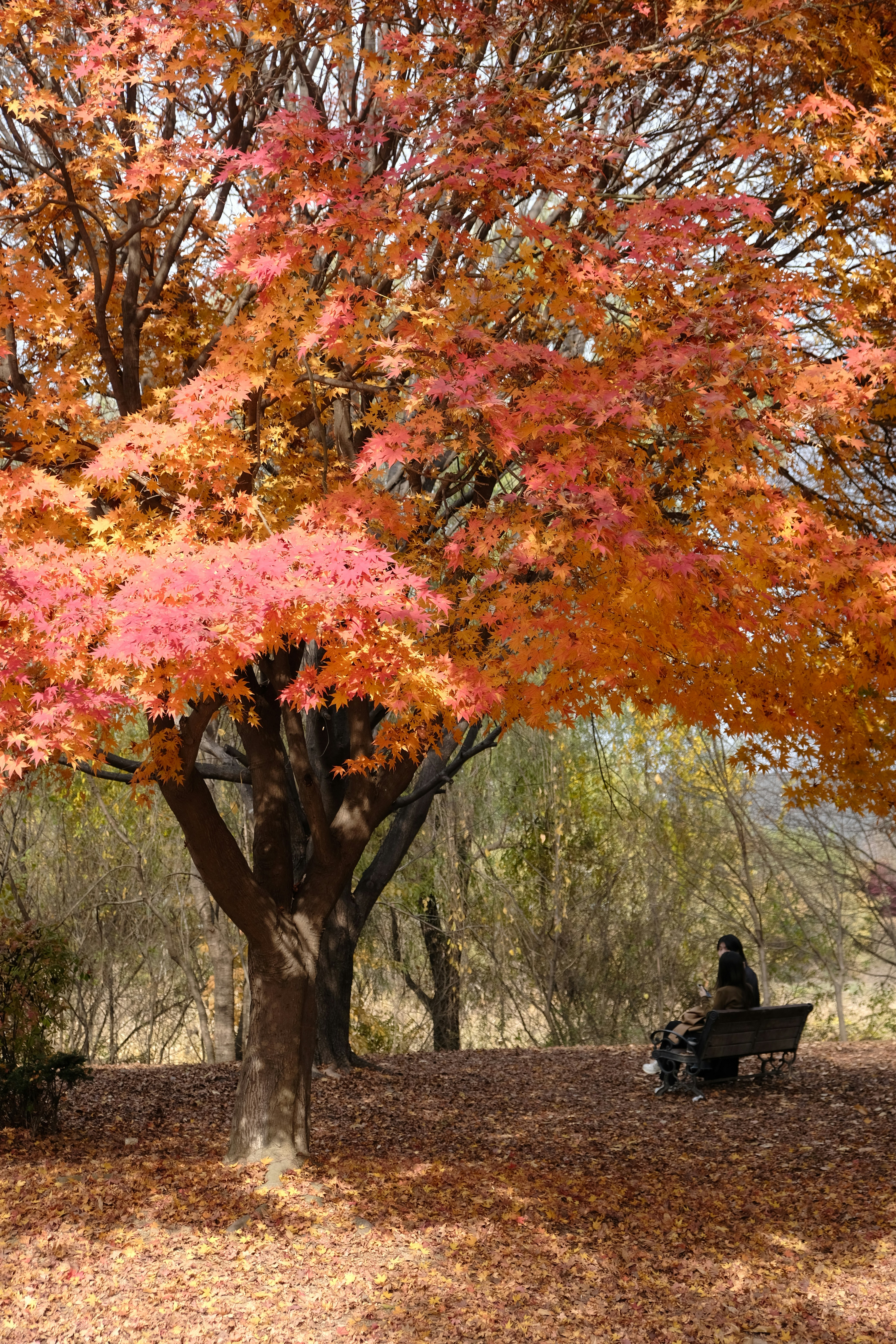 Autumn Canopy Over the Riverside Bench