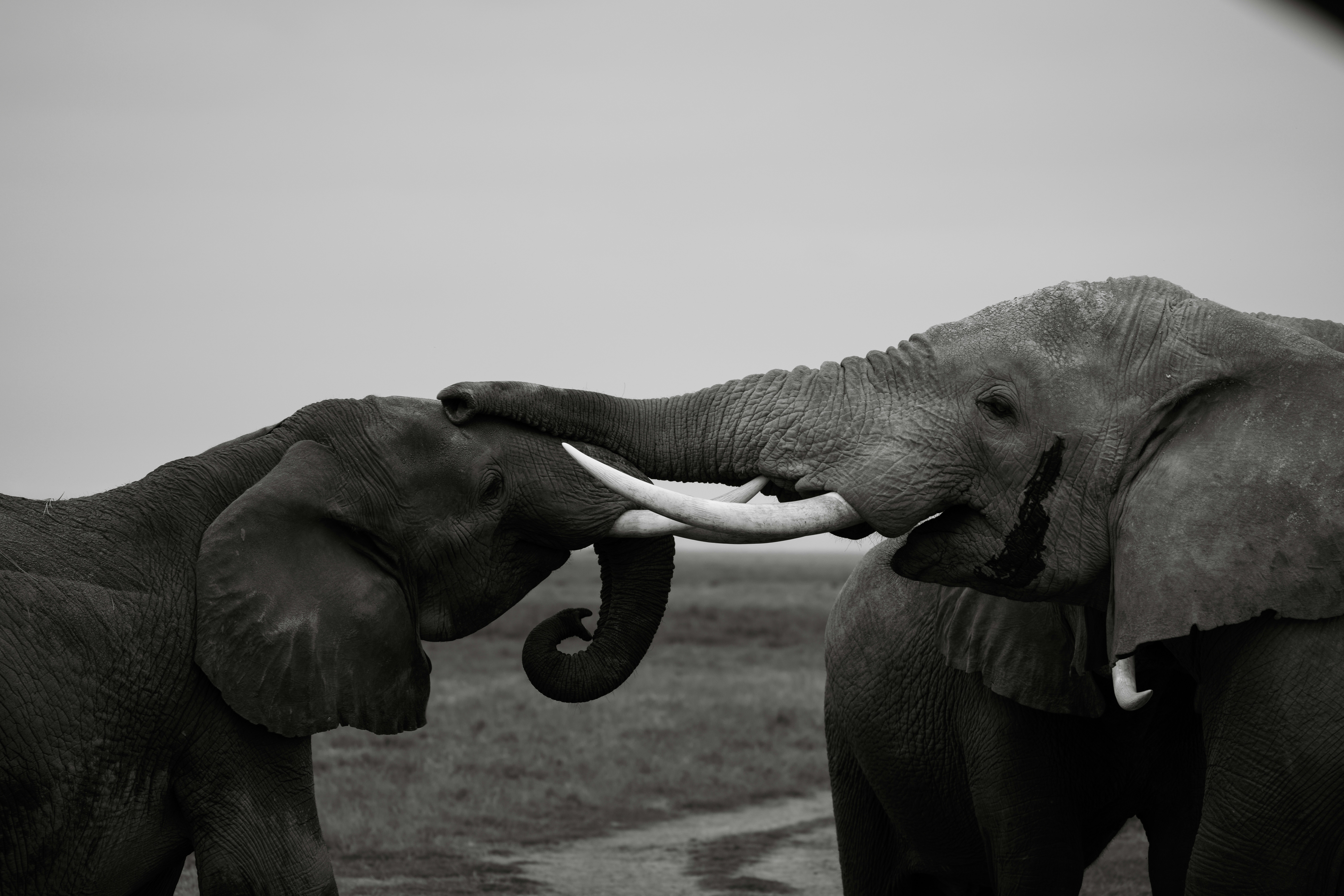 Tusk-to-tusk in the Grayscale Serengeti Moment