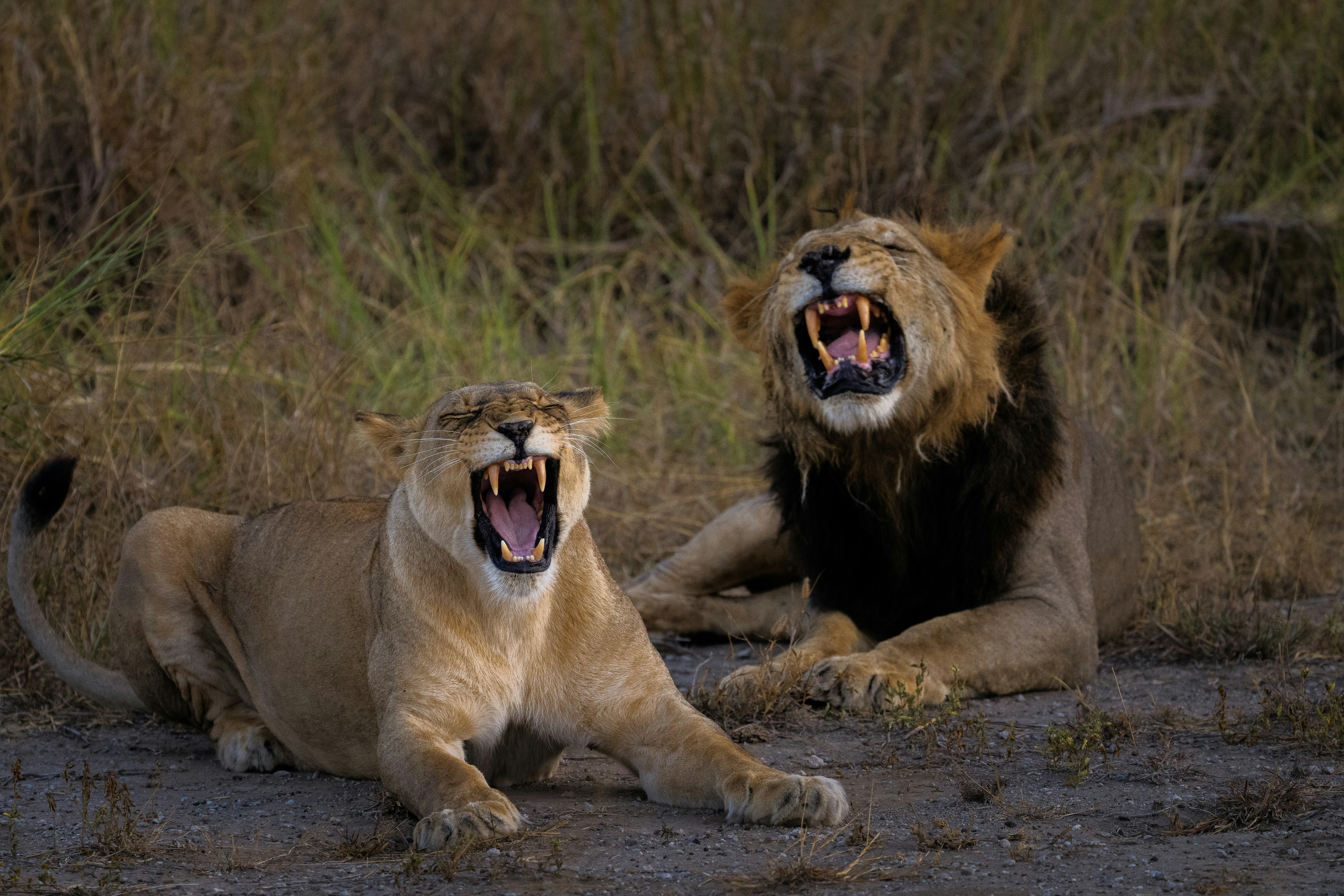 Rising Roar: Twin Lions in a Sandstorm of Sound