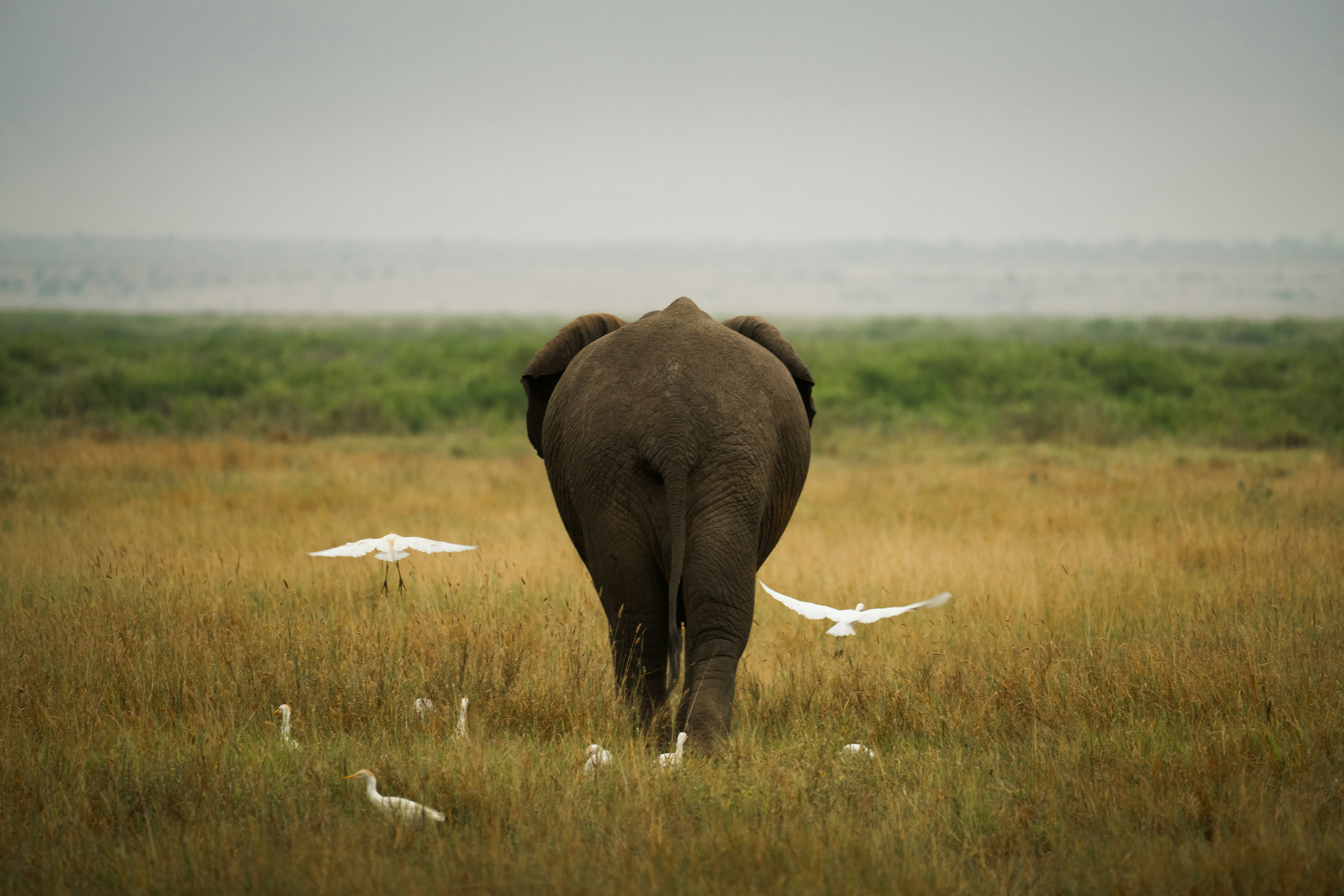 Backlit Giant: An Elephant’s Quiet Retreat Across the Savanna
