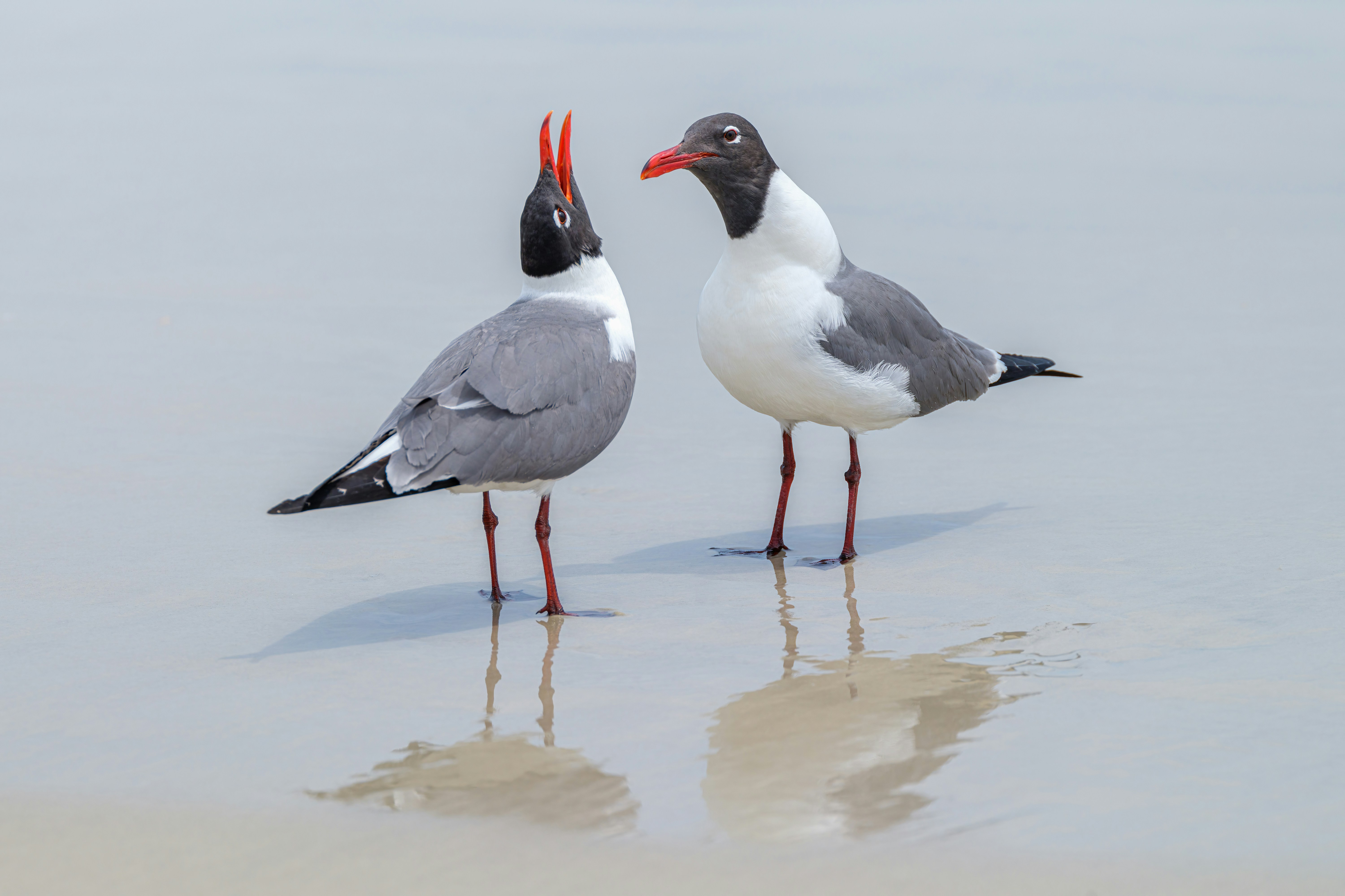 Two Sandwich Terns Share a Quiet Moment at the Shoreline