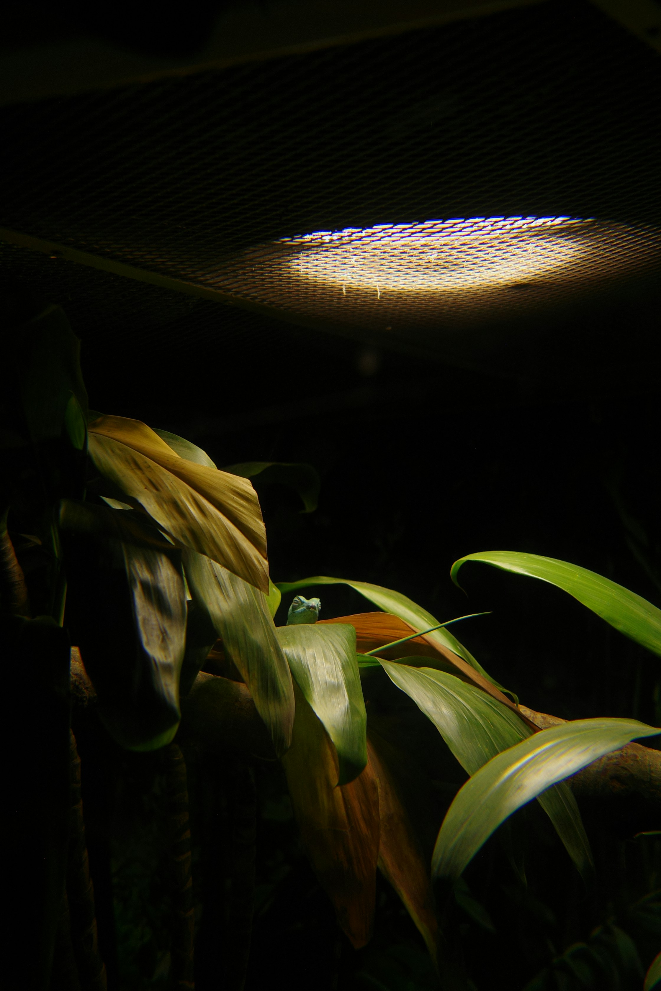 Hidden Glow: A Quiet Orb of Light Illuminates Foliage