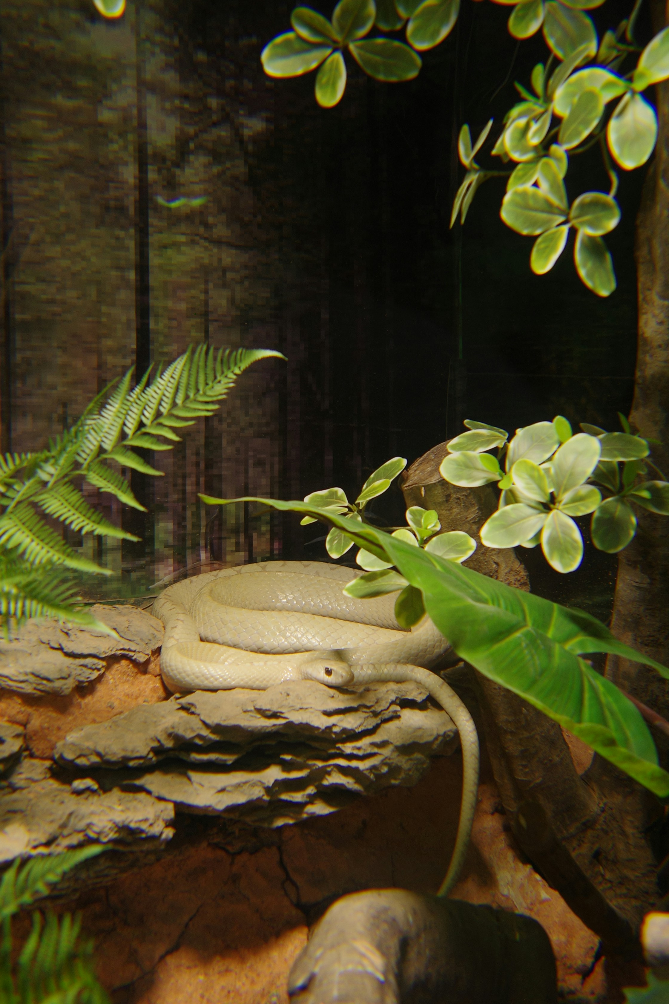 Hidden Coil: A pale viper rests on a rocky ledge among tropical foliage