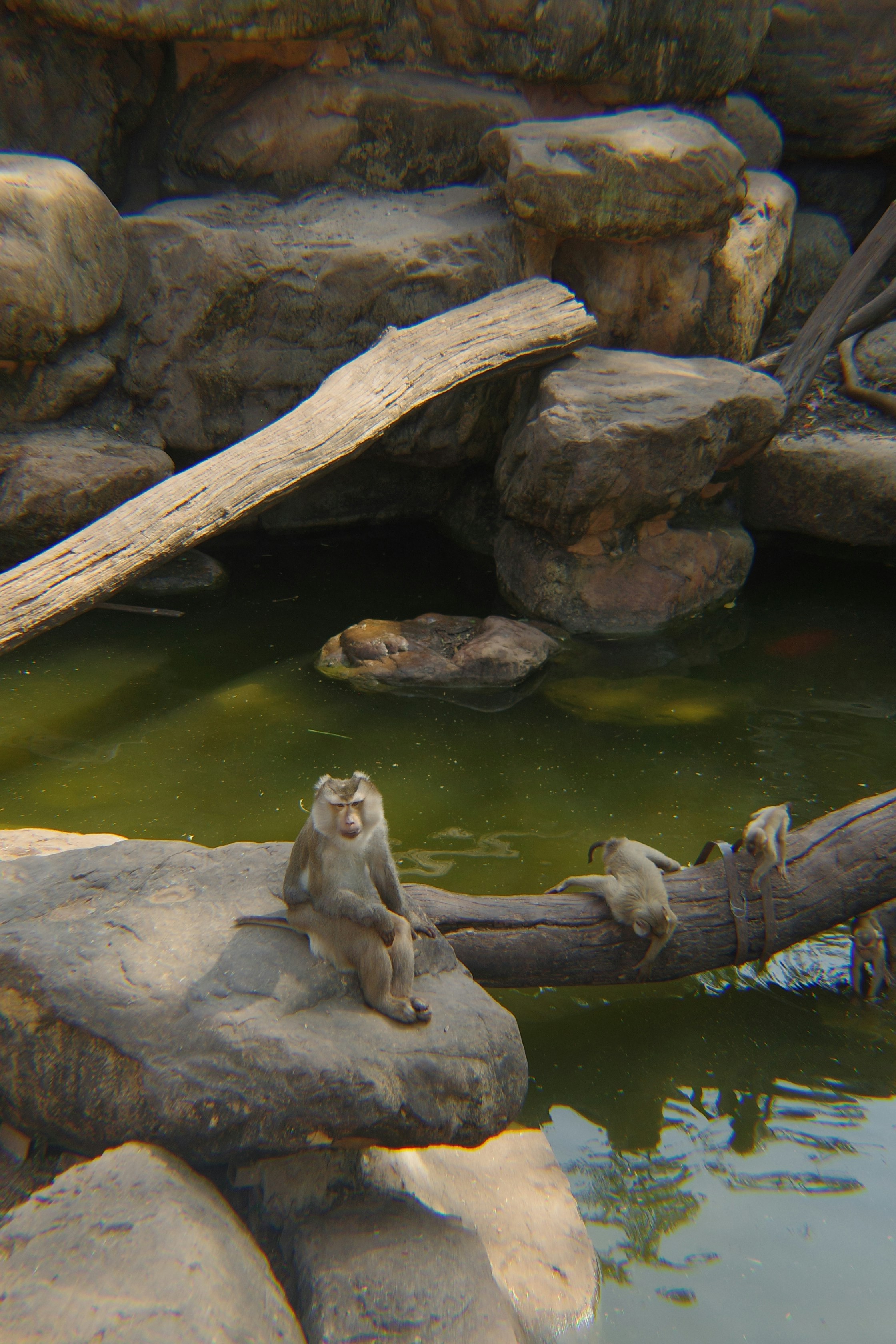 Monkeys by the Stone Pool: A Quiet Moment Among Logs